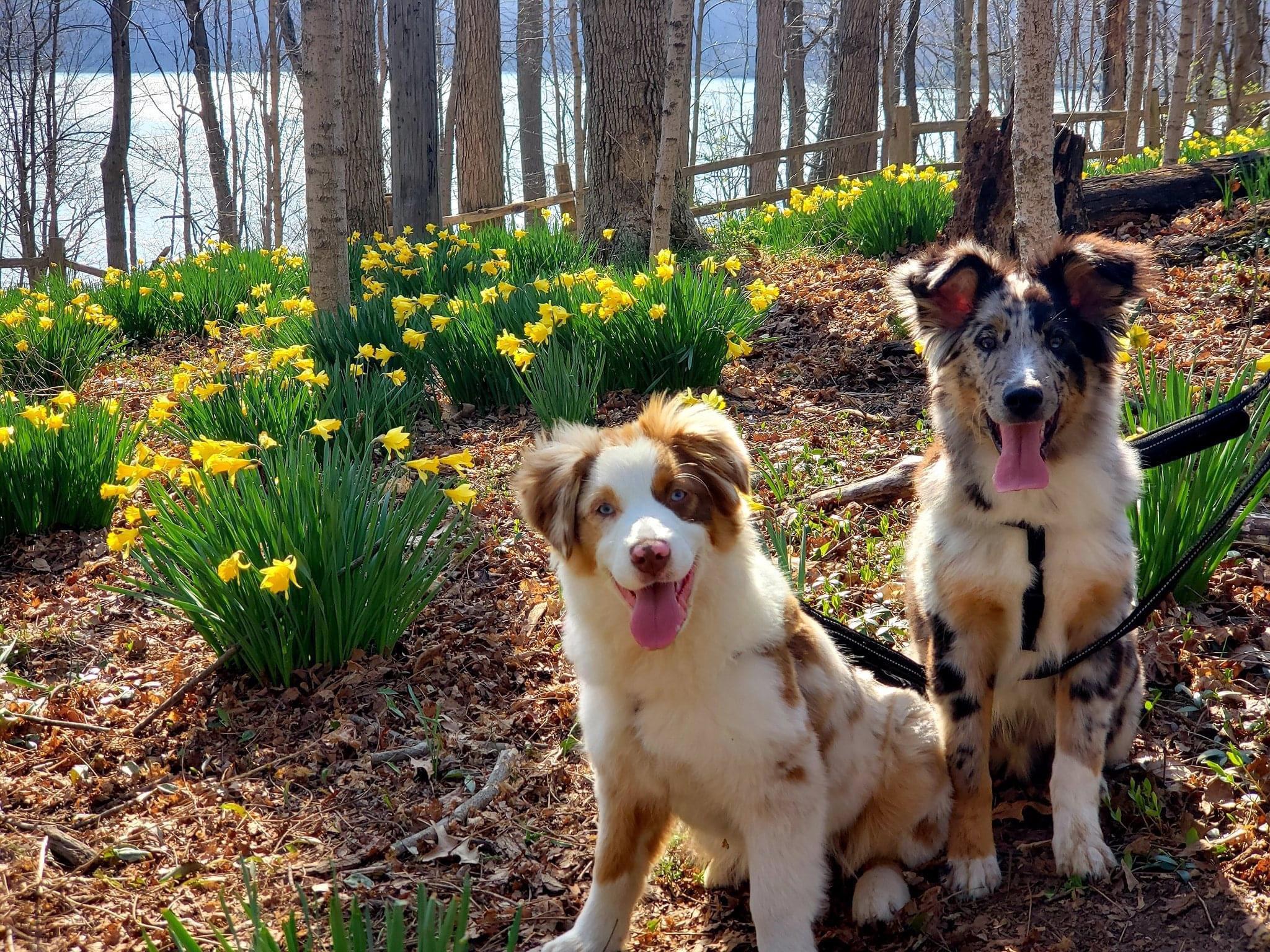 Aussie Lab Wallpapers - Wallpaper Cave