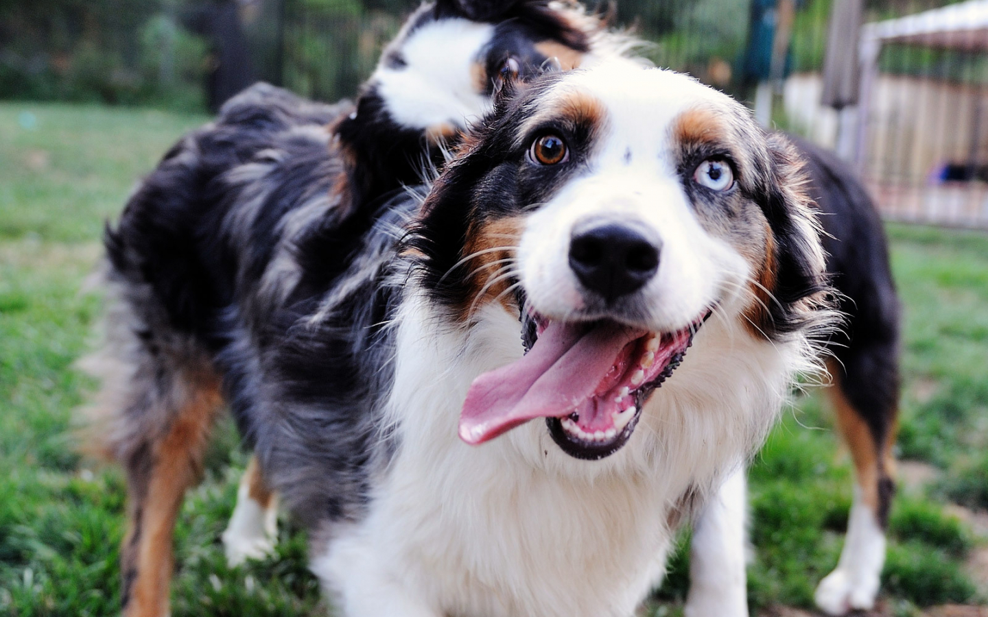 Aussie Lab Wallpapers - Wallpaper Cave