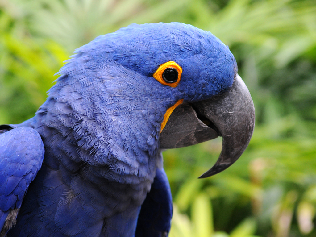 Hyacinth Macaw Wallpapers - Wallpaper Cave