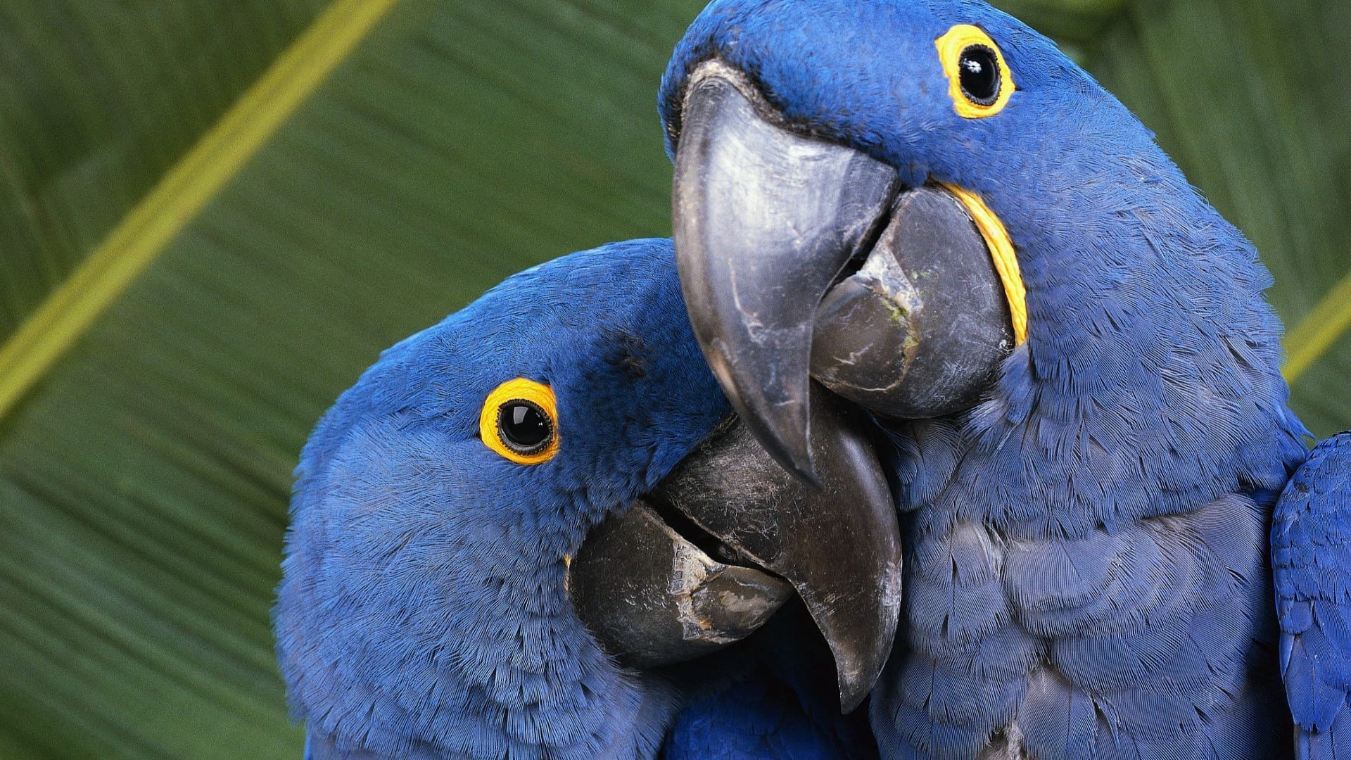 Hyacinth Macaw Wallpapers - Wallpaper Cave