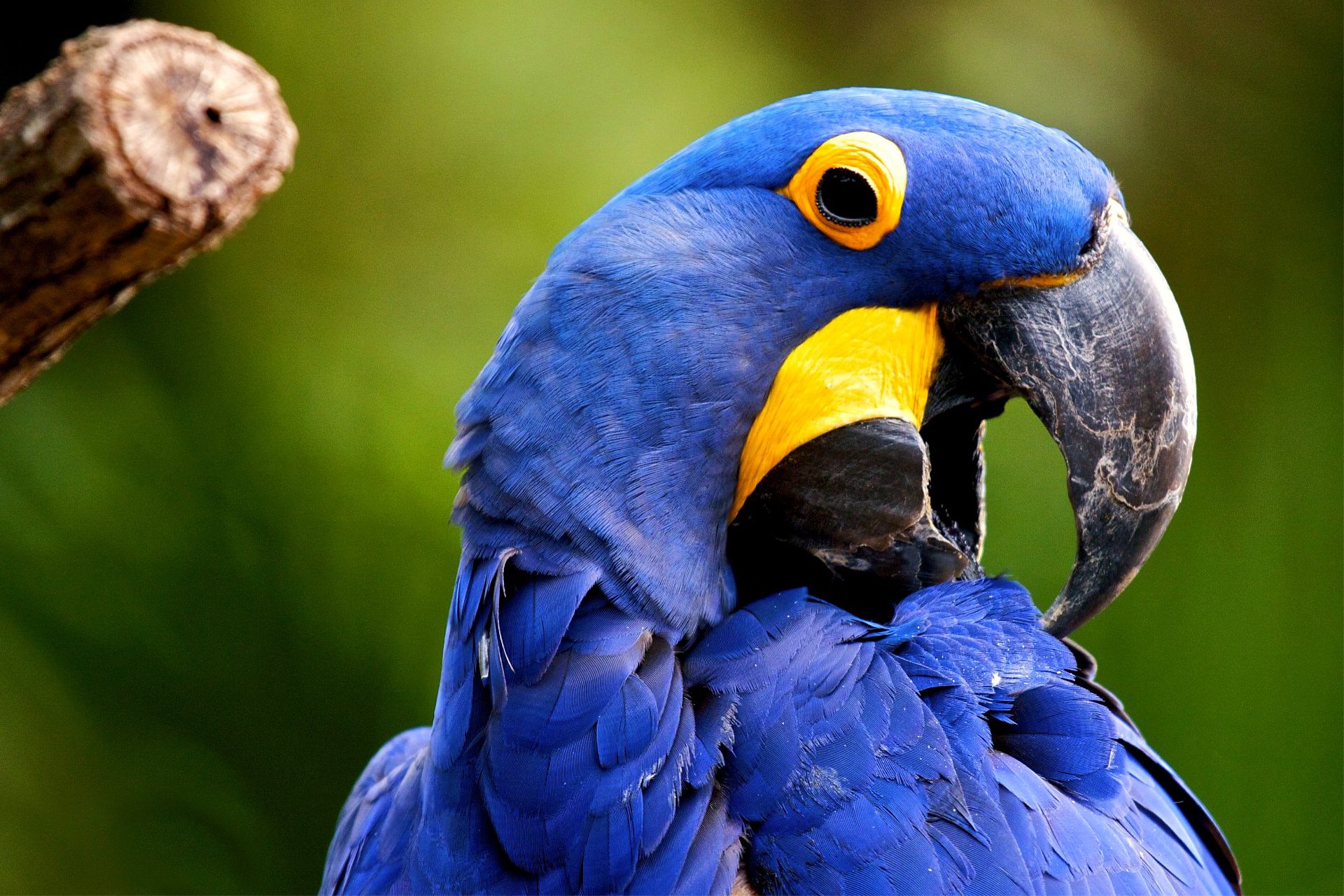 Hyacinth Macaw Wallpapers - Wallpaper Cave