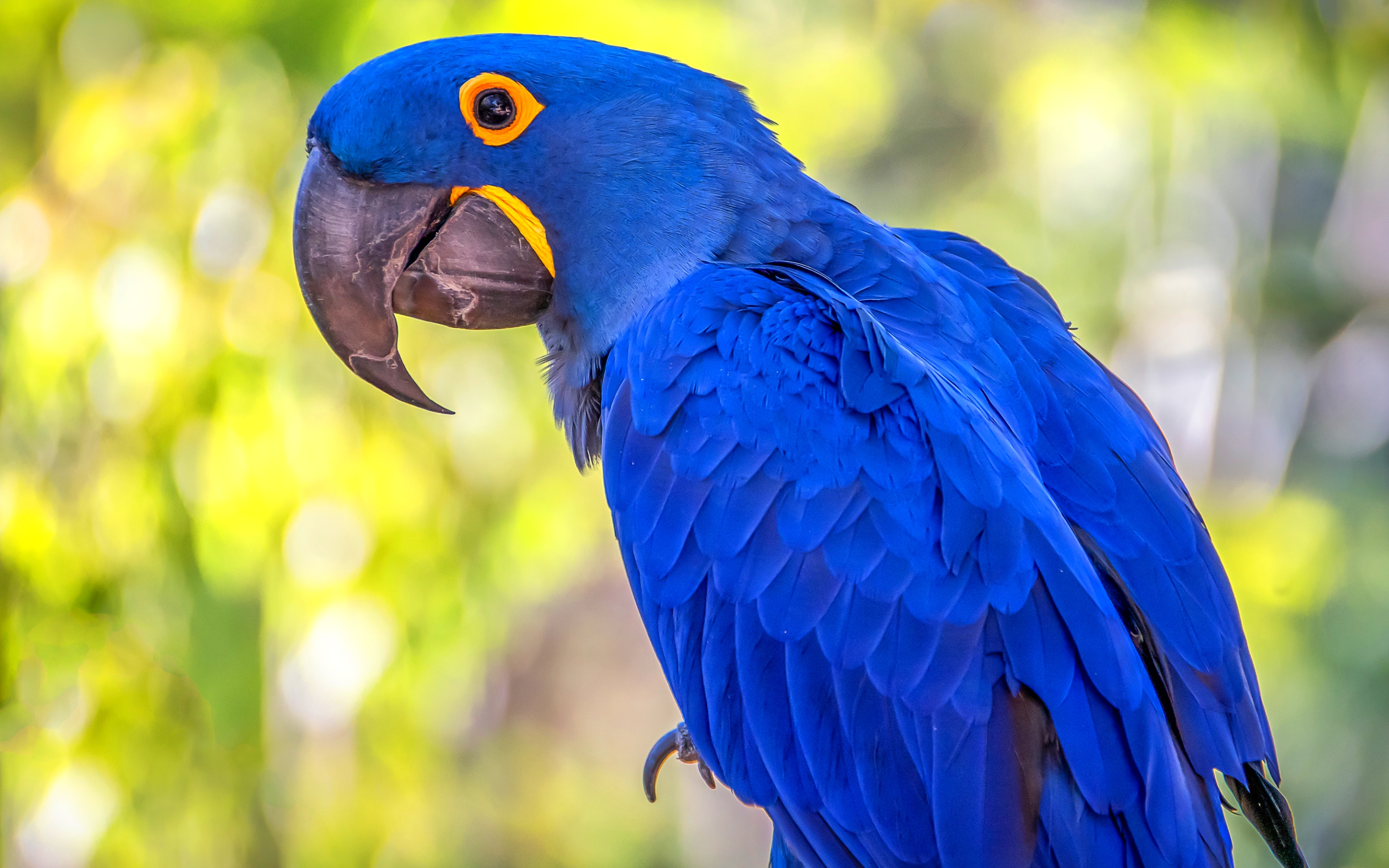 Hyacinth Macaw Wallpapers - Wallpaper Cave