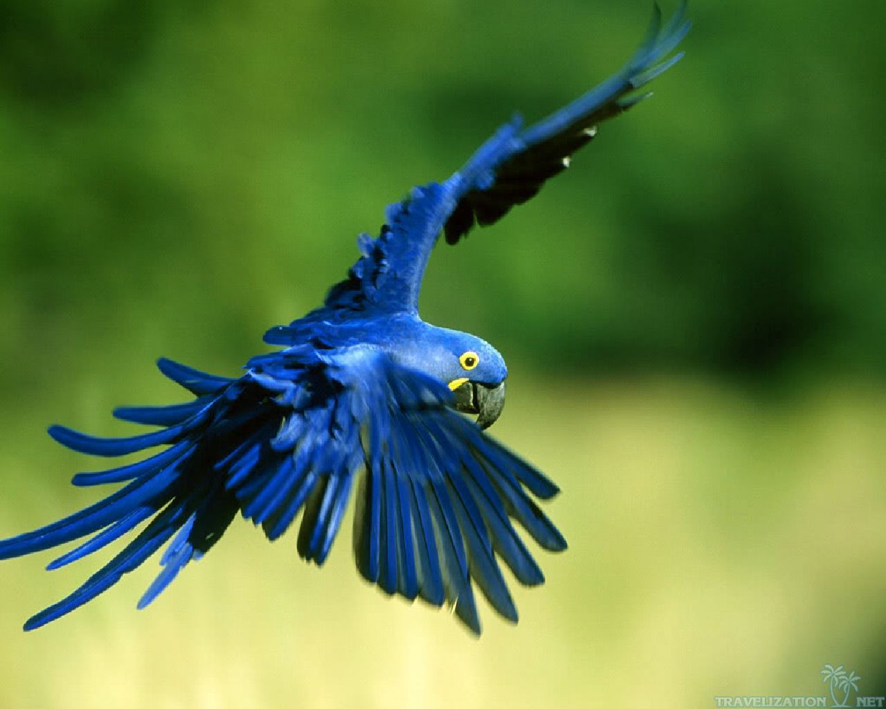 Hyacinth Macaw Wallpapers - Wallpaper Cave
