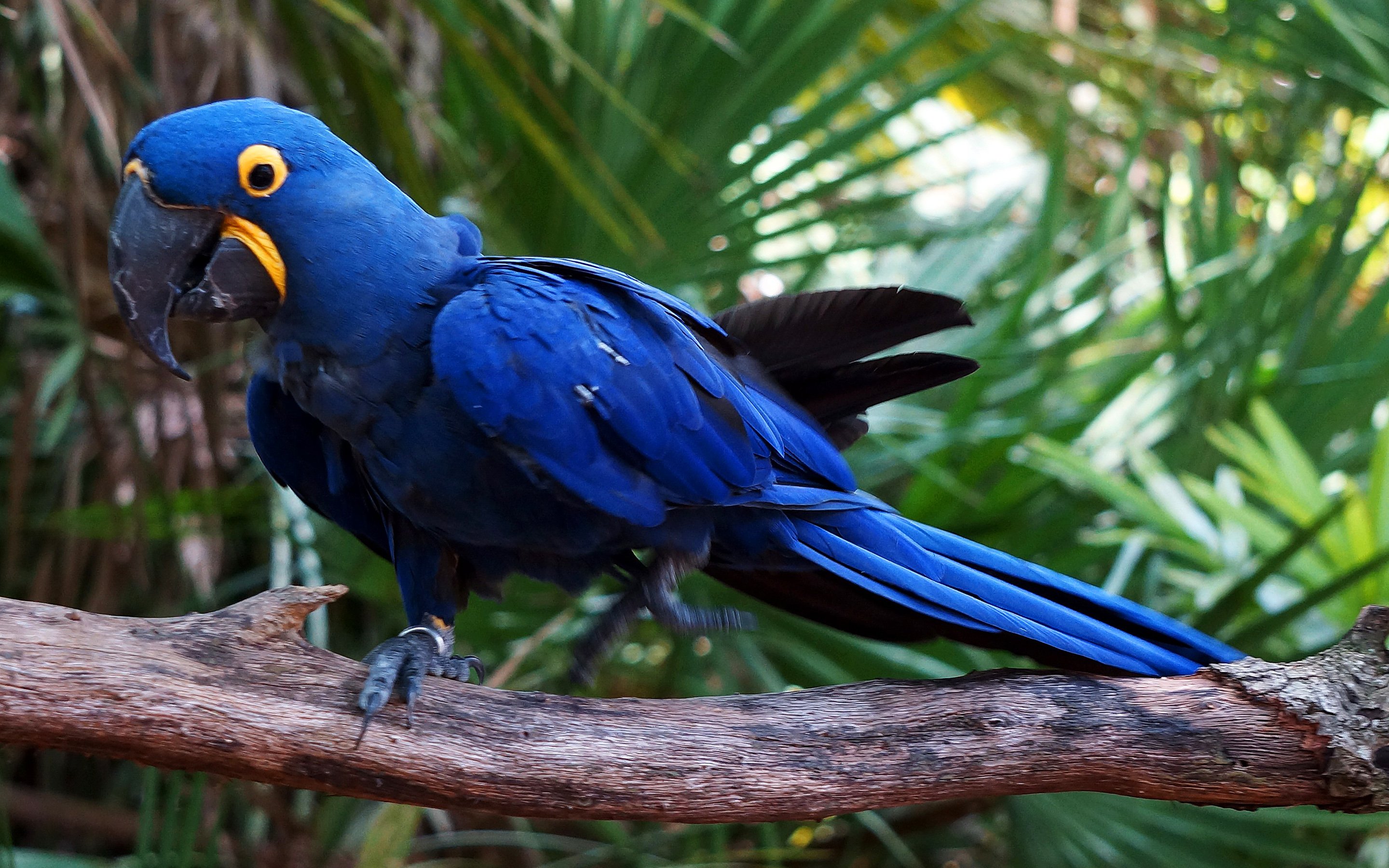 Hyacinth Macaw Wallpapers - Wallpaper Cave