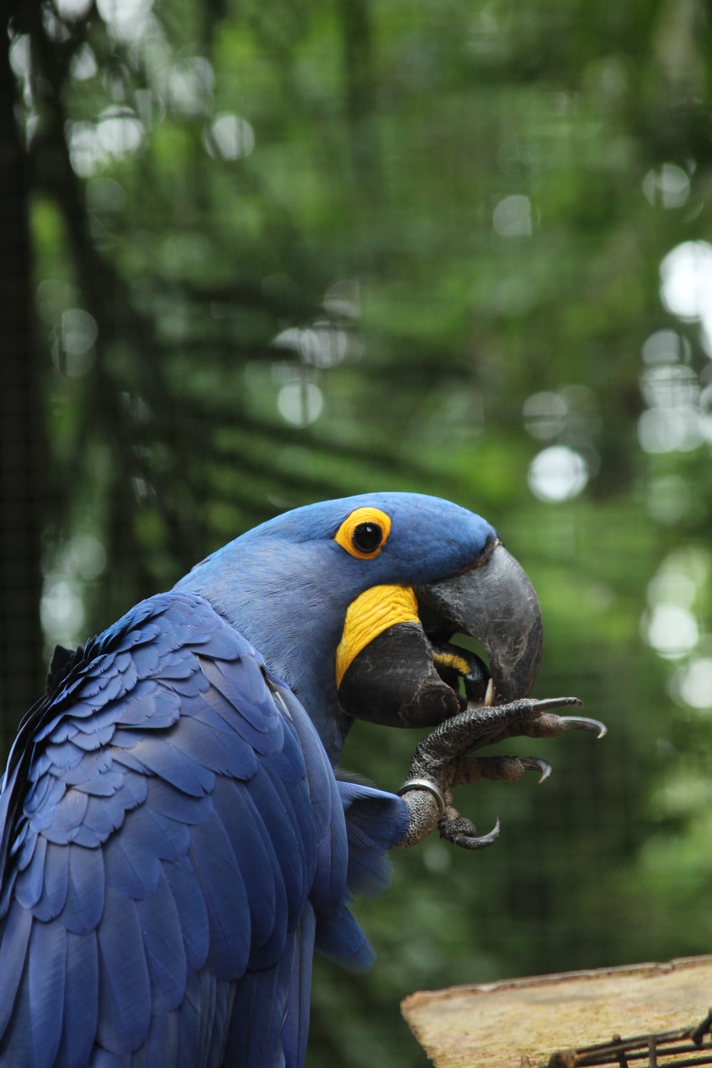 Hyacinth Macaw Wallpapers - Wallpaper Cave