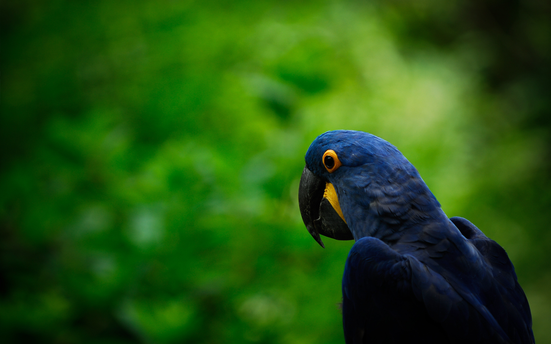 Hyacinth Macaw Wallpapers - Wallpaper Cave
