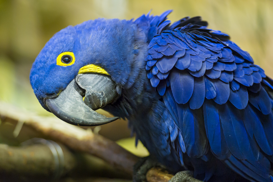 Hyacinth Macaw Wallpapers - Wallpaper Cave