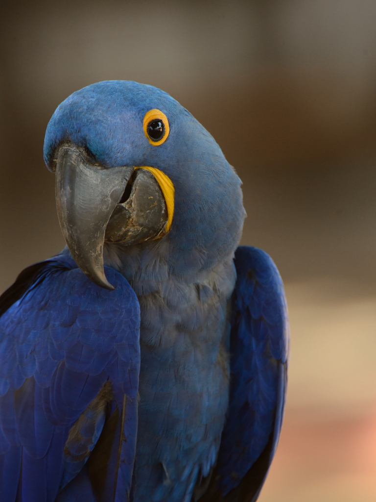 Hyacinth Macaw Wallpapers - Wallpaper Cave