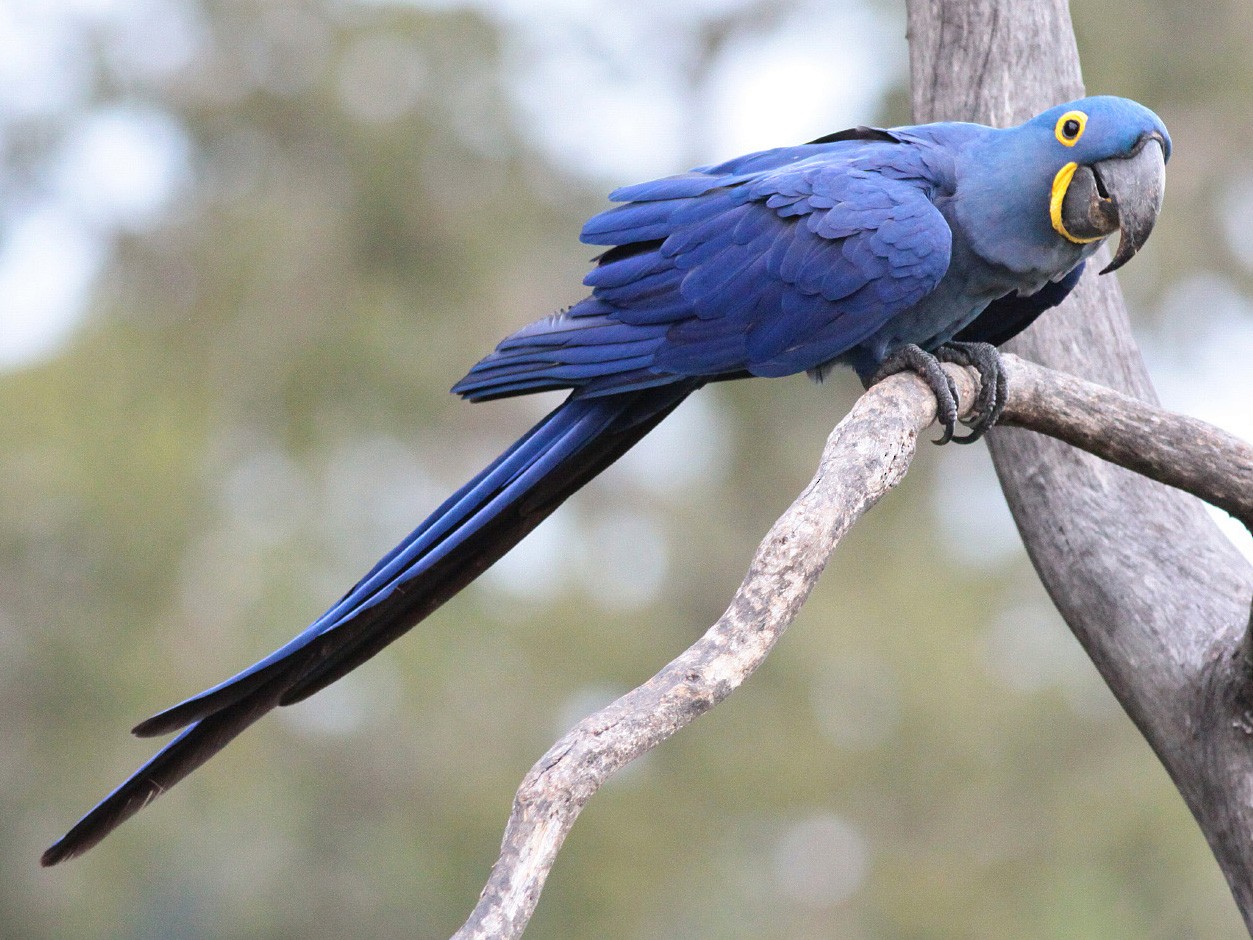 Hyacinth Macaw Wallpapers - Wallpaper Cave