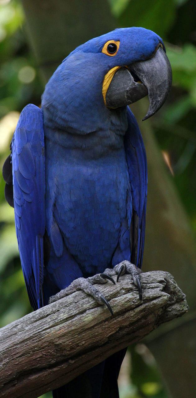 Hyacinth Macaw Wallpapers - Wallpaper Cave