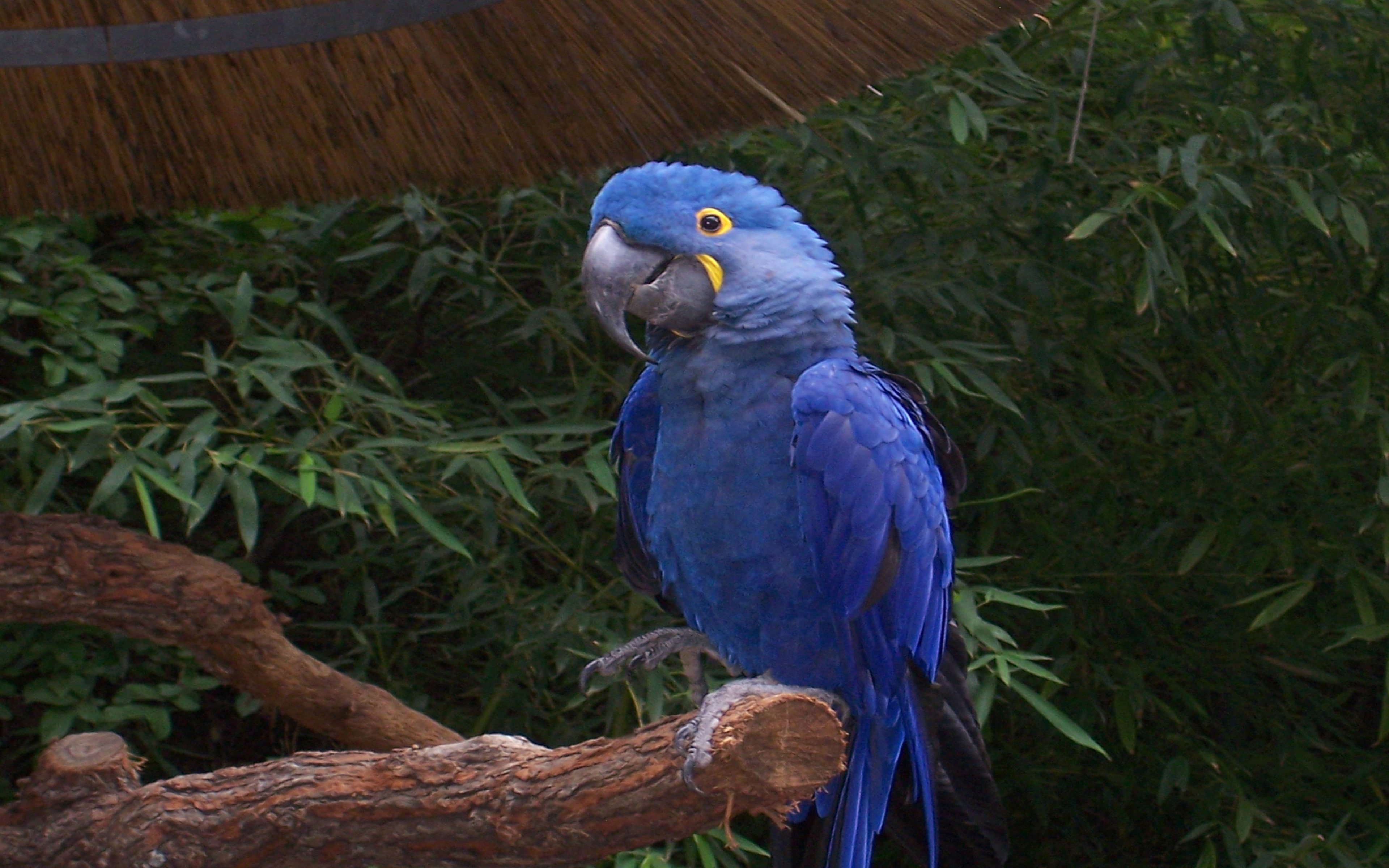 Hyacinth Macaw Wallpapers - Wallpaper Cave
