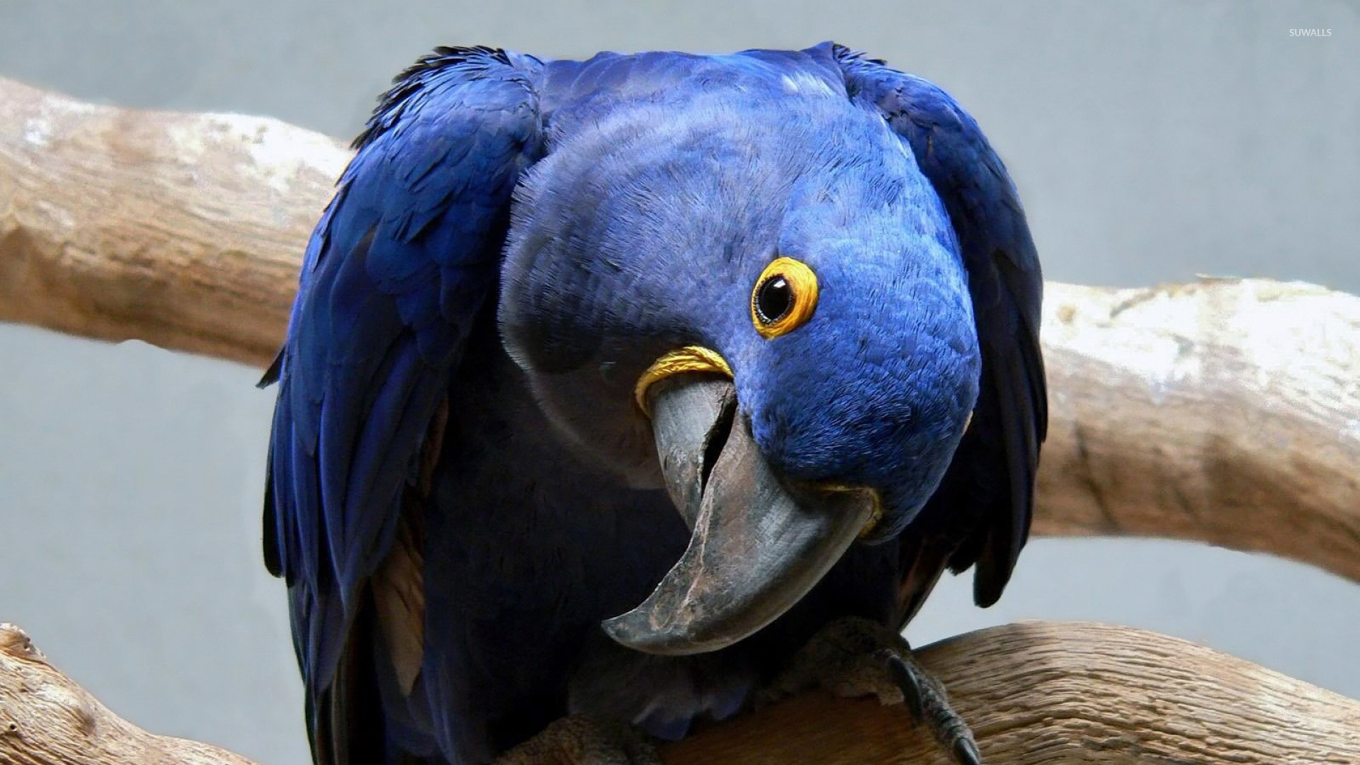Hyacinth Macaw Wallpapers - Wallpaper Cave