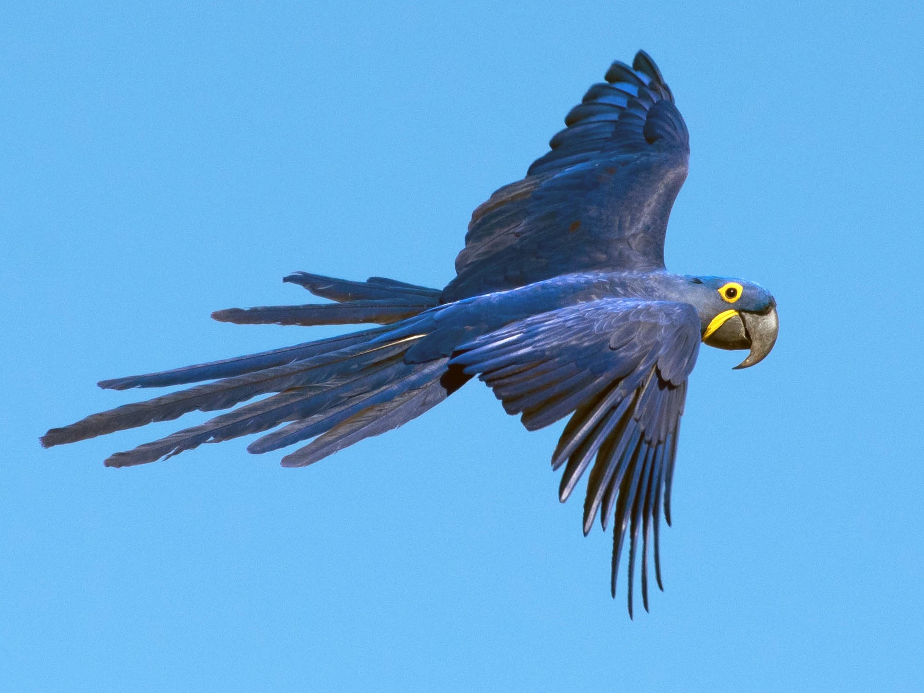 Hyacinth Macaw Wallpapers - Wallpaper Cave