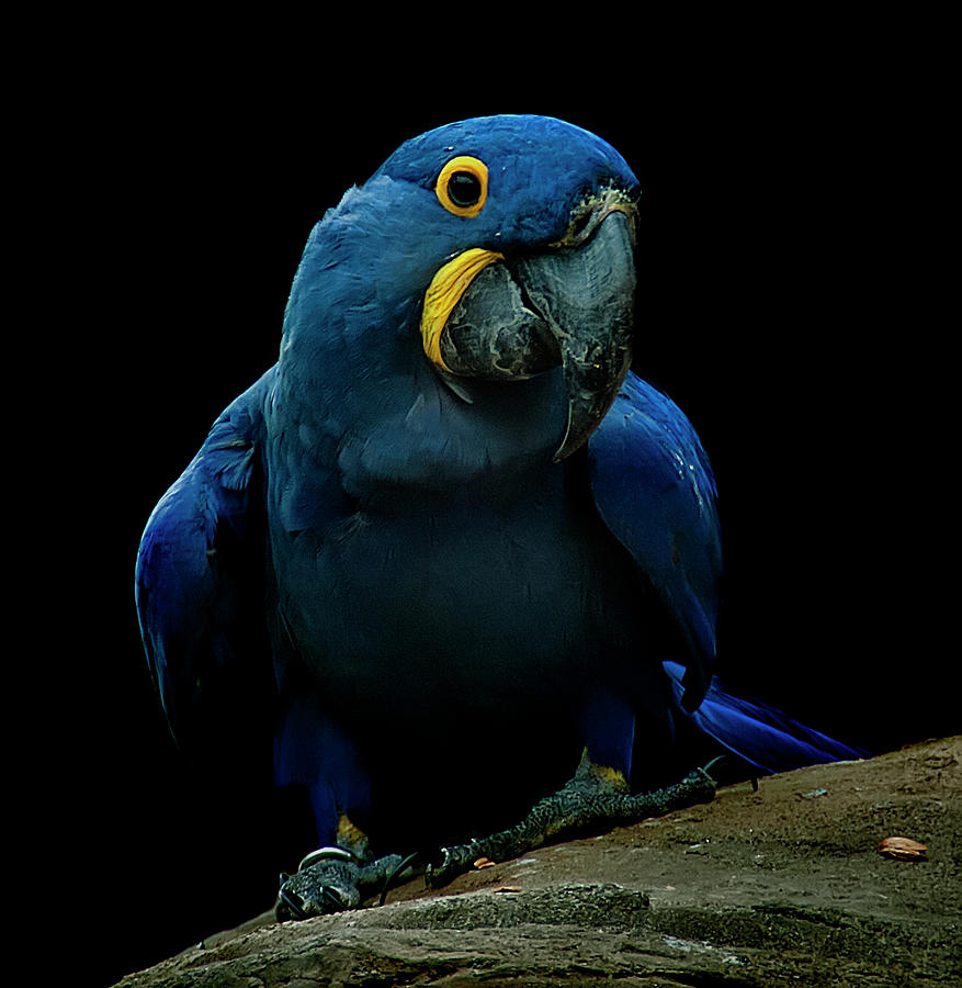 Hyacinth Macaw Wallpapers - Wallpaper Cave