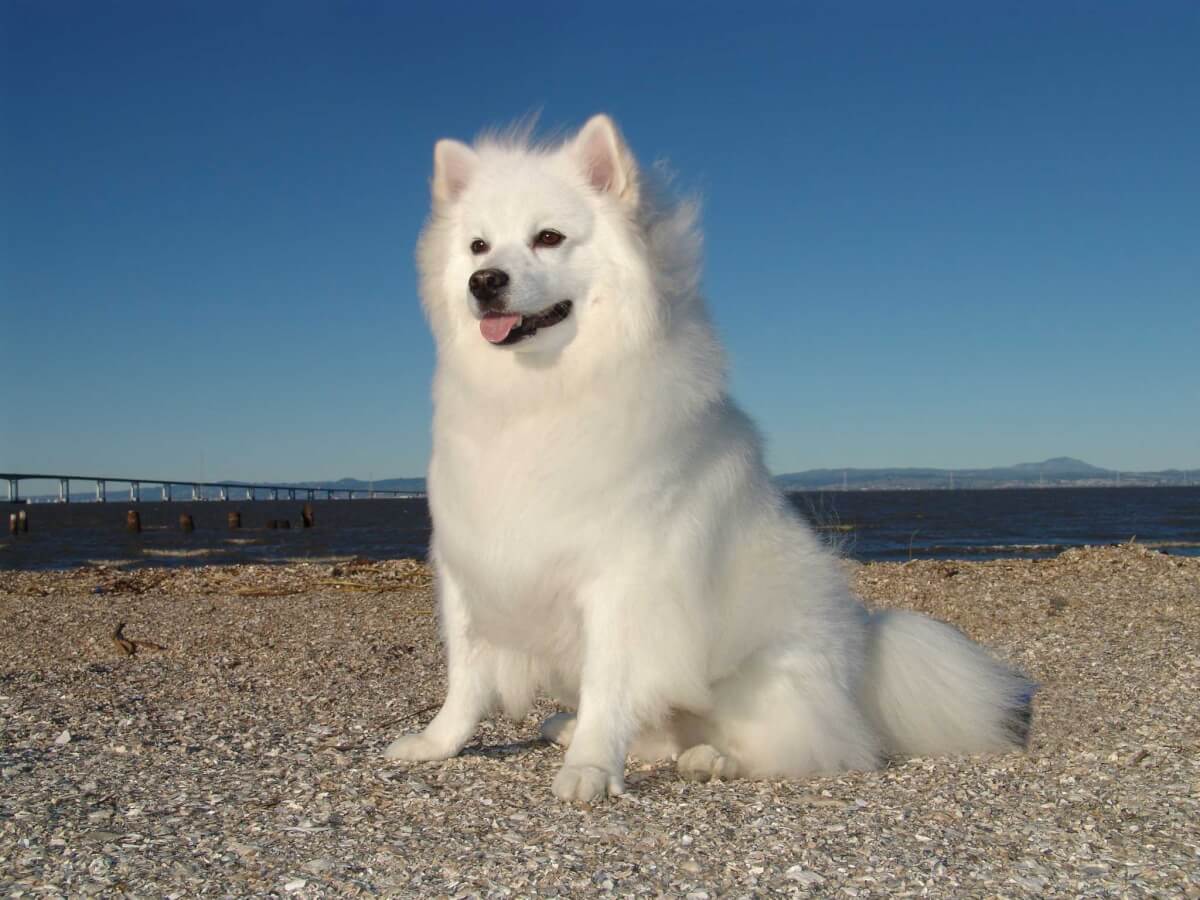 American Eskimo Dog Wallpapers - Wallpaper Cave