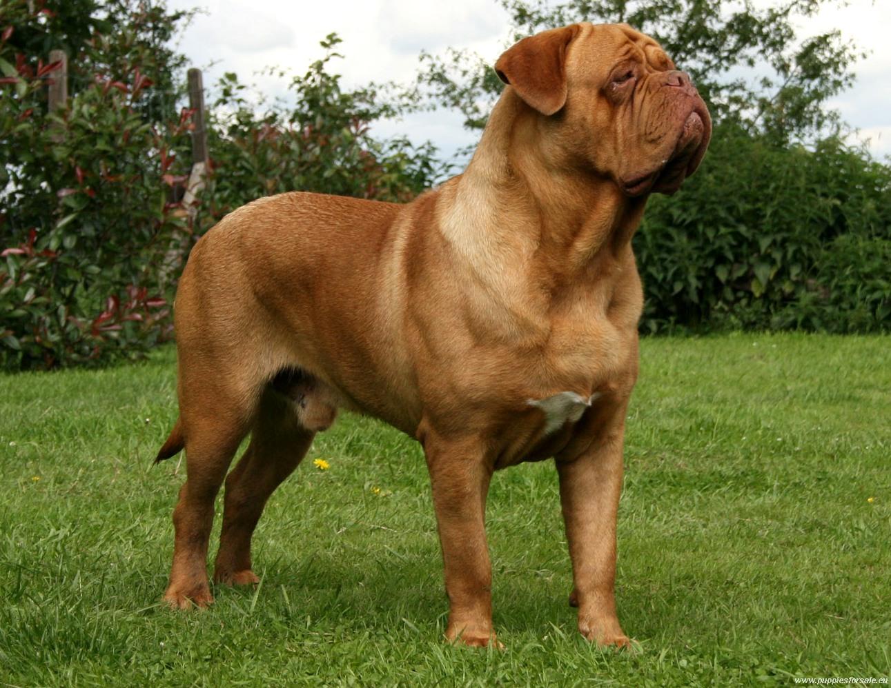 French Mastiff Wallpapers - Wallpaper Cave