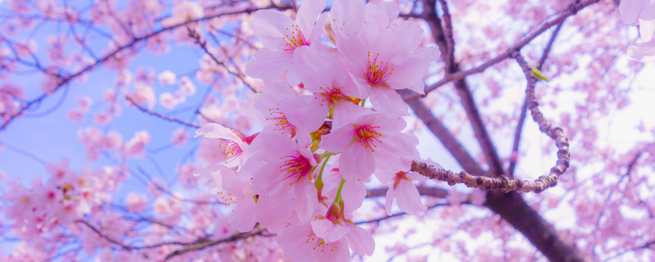 Ultrawide Spring Wallpapers - Wallpaper Cave