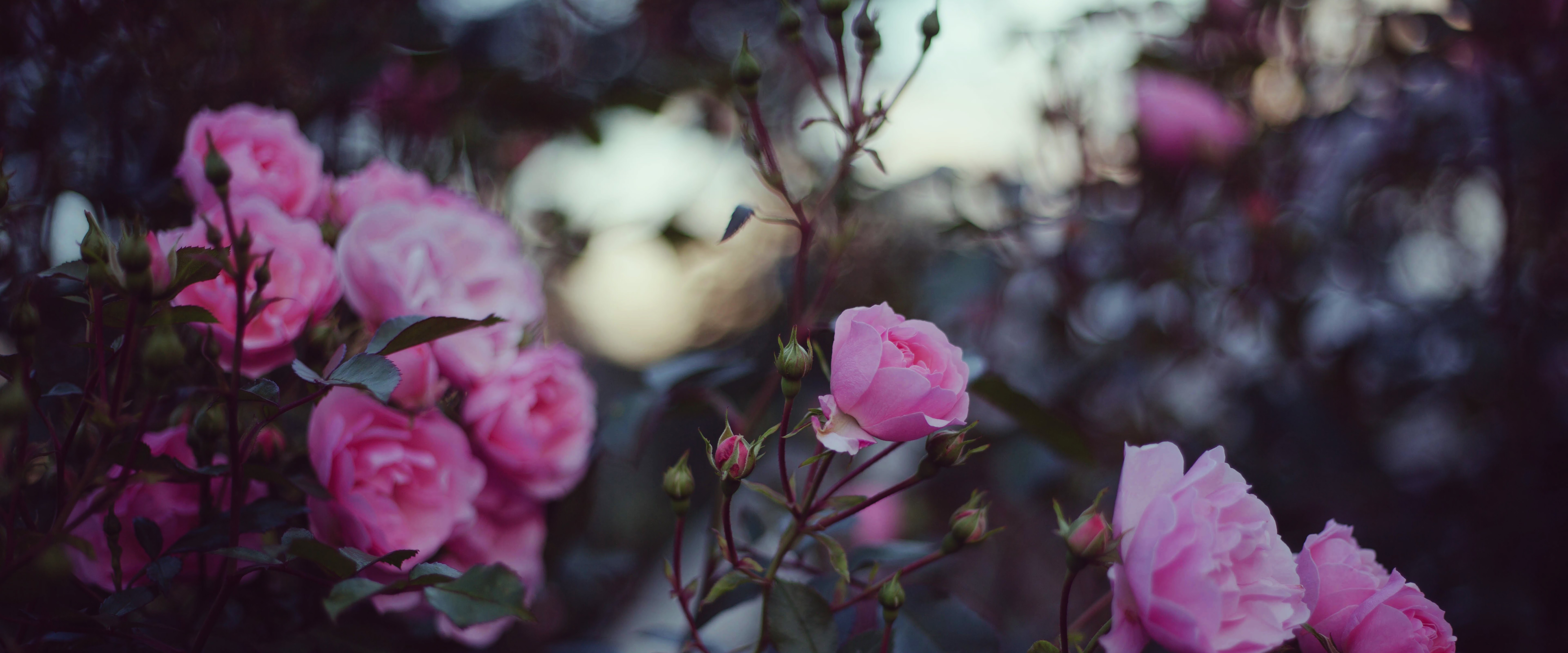 4k Ultrawide Spring Wallpapers - Wallpaper Cave