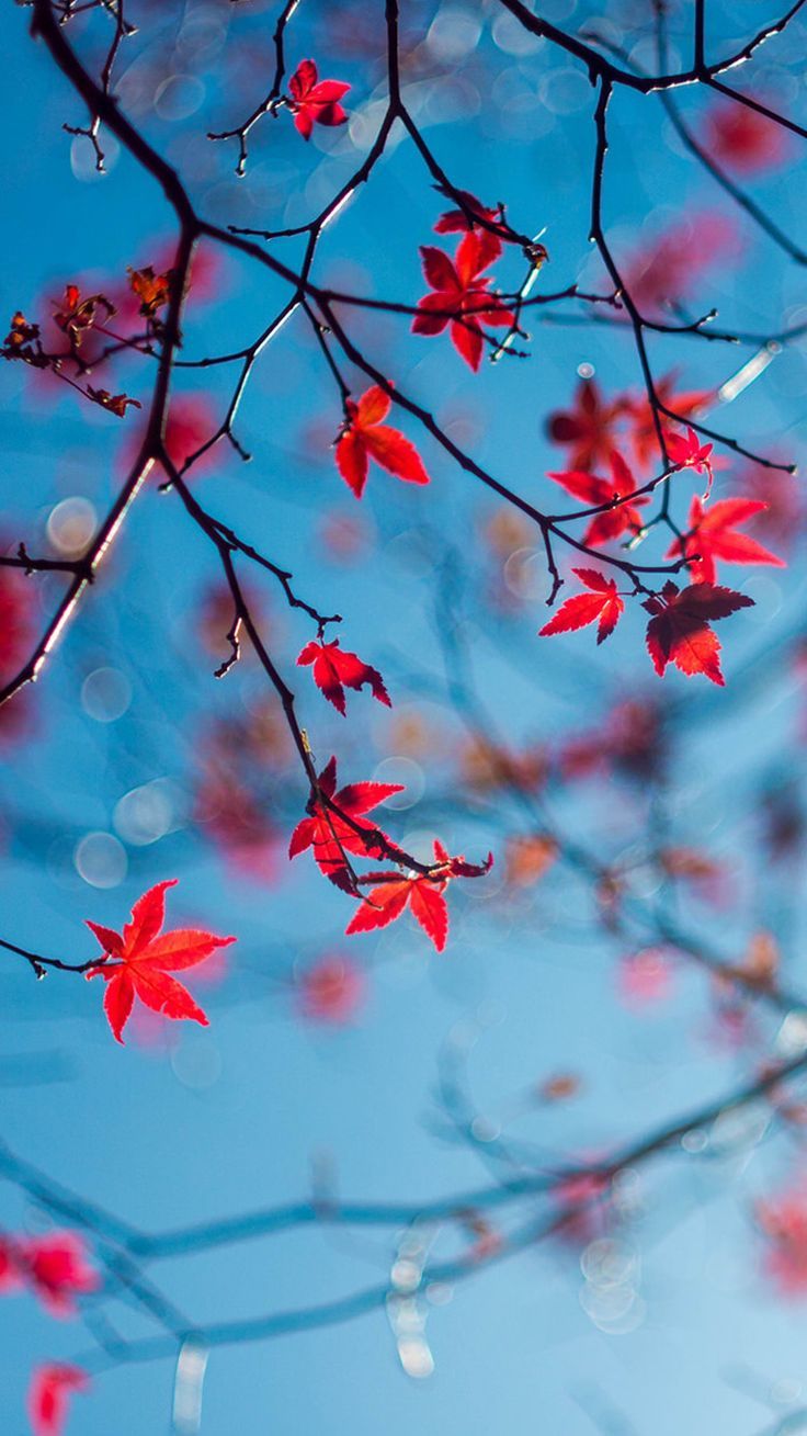 iPhone Spring HD Wallpapers - Wallpaper Cave