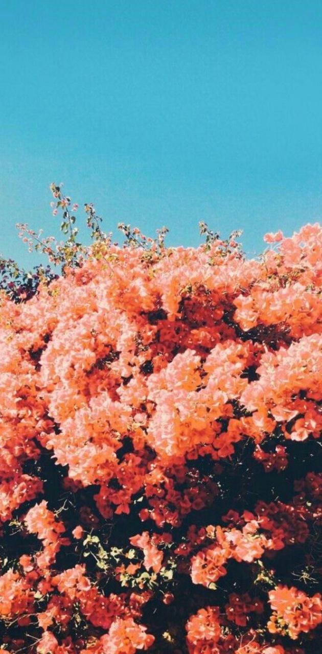 Spring Orange Wallpapers - Wallpaper Cave