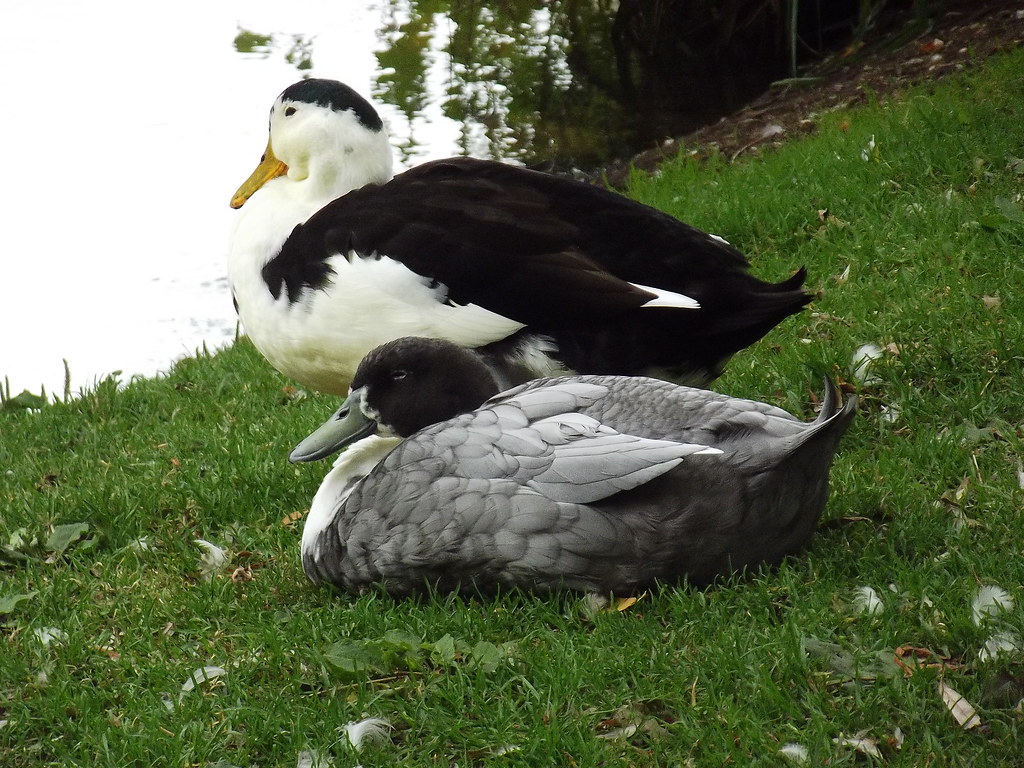 Magpie Duck Wallpapers - Wallpaper Cave