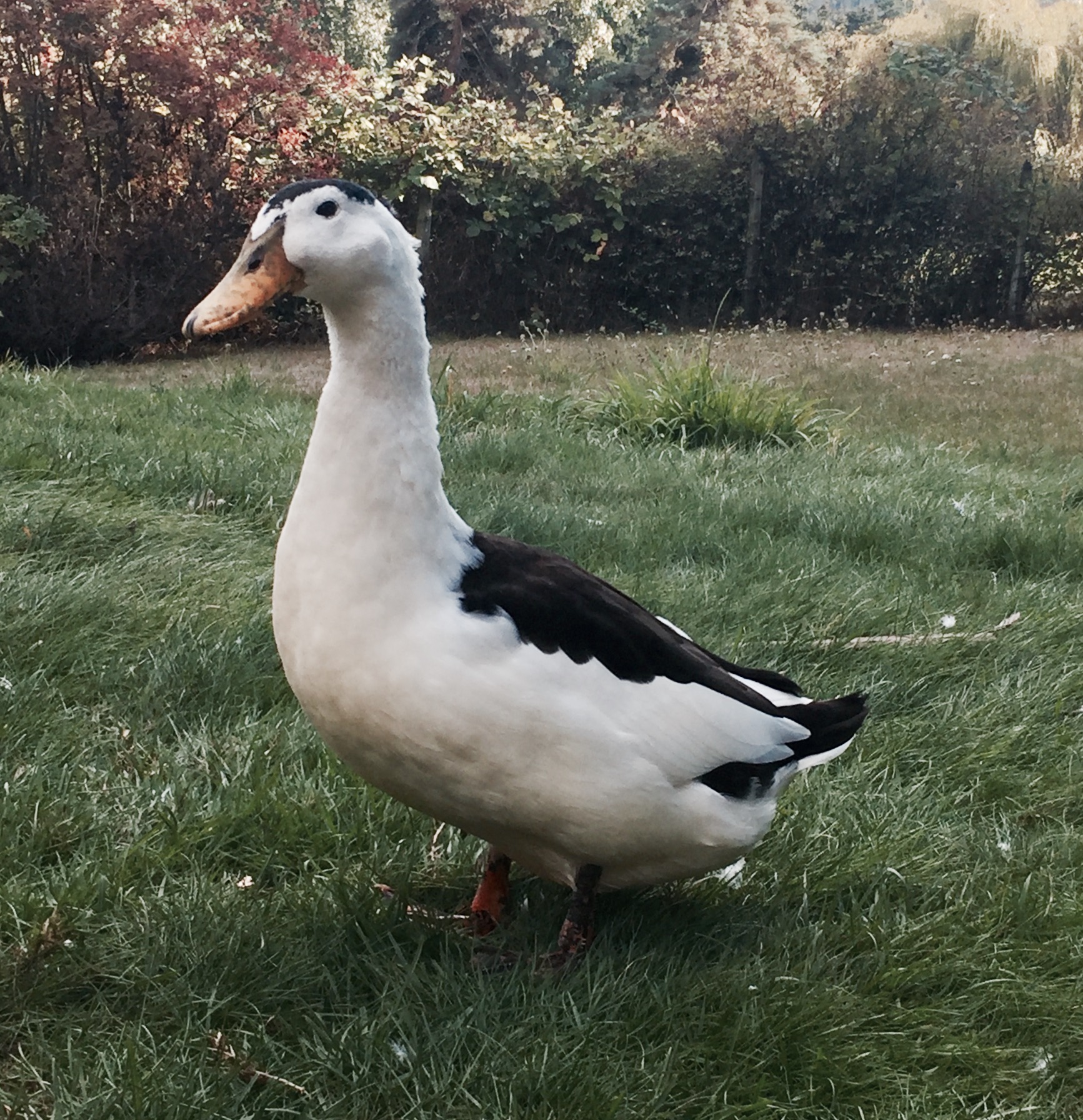 Magpie Duck Wallpapers - Wallpaper Cave