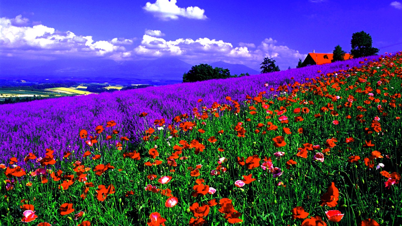 Springtime Field Wallpapers - Wallpaper Cave