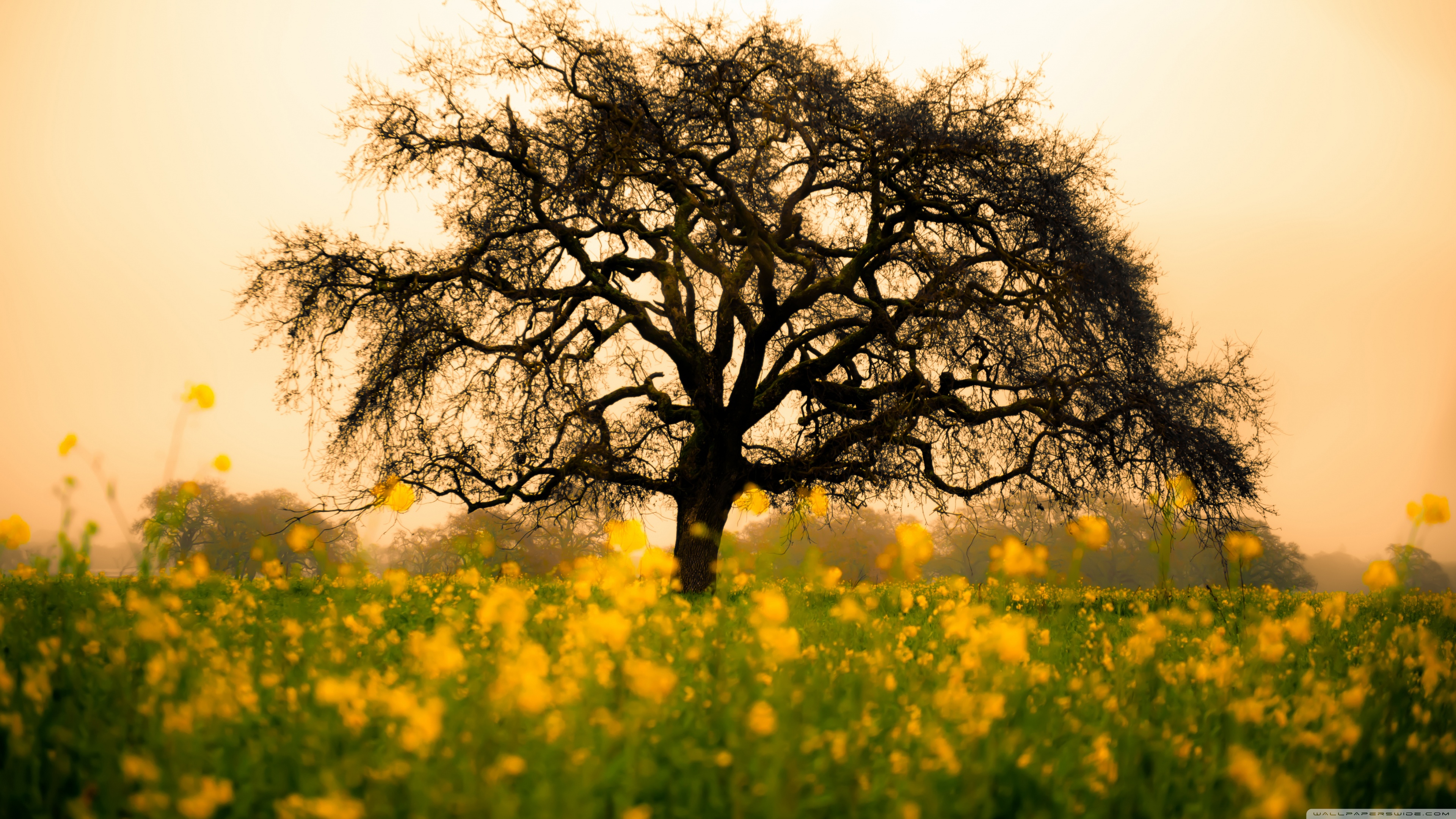 Spring Field Wallpapers - Wallpaper Cave