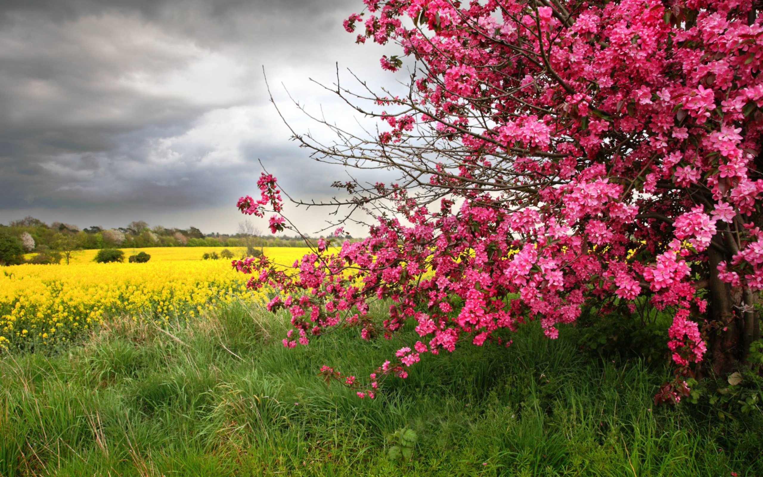 Spring Field Wallpapers - Wallpaper Cave
