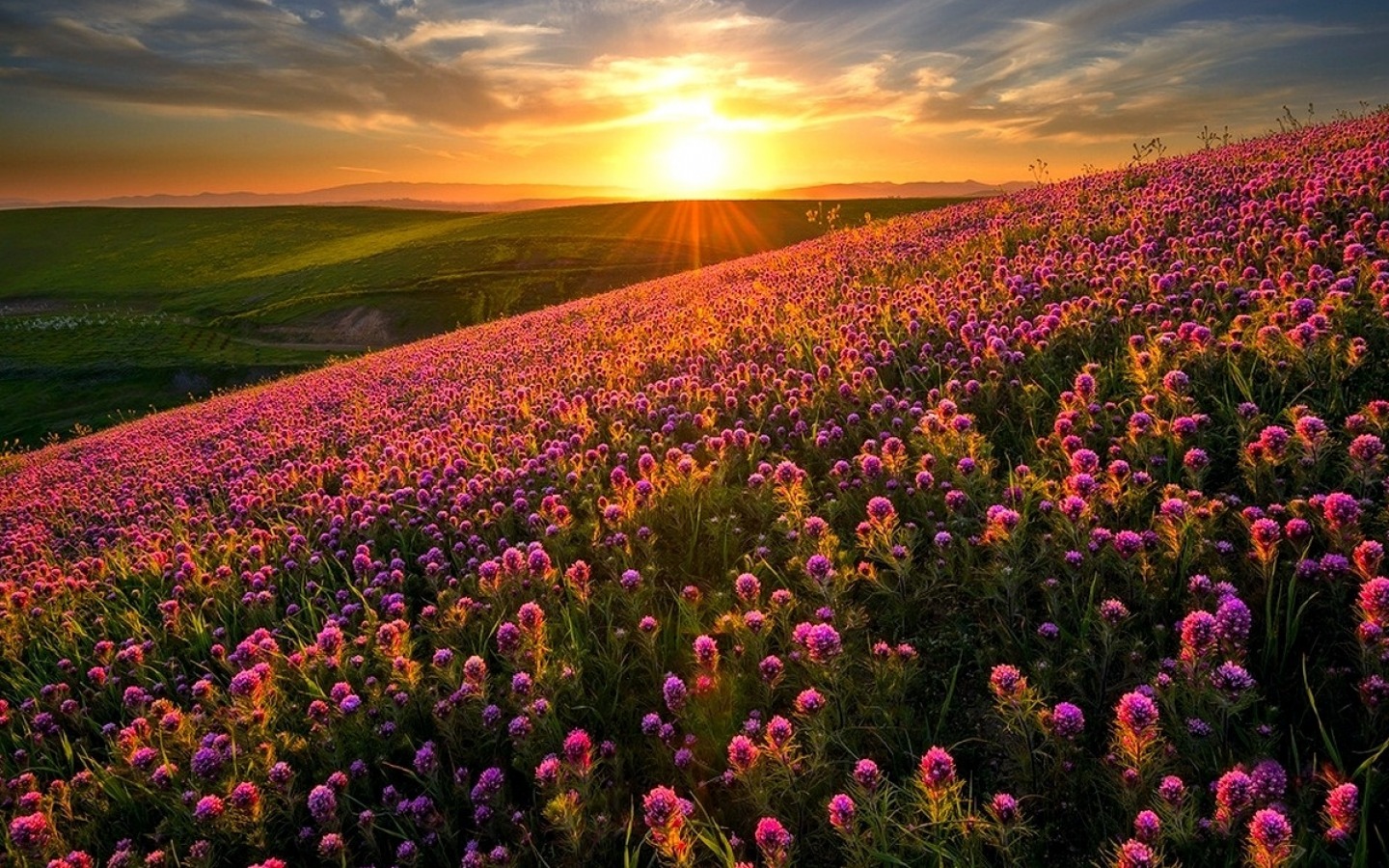 Spring Field Wallpapers - Wallpaper Cave