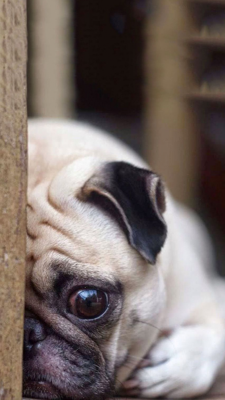 Fat Puppy Wallpapers - Wallpaper Cave