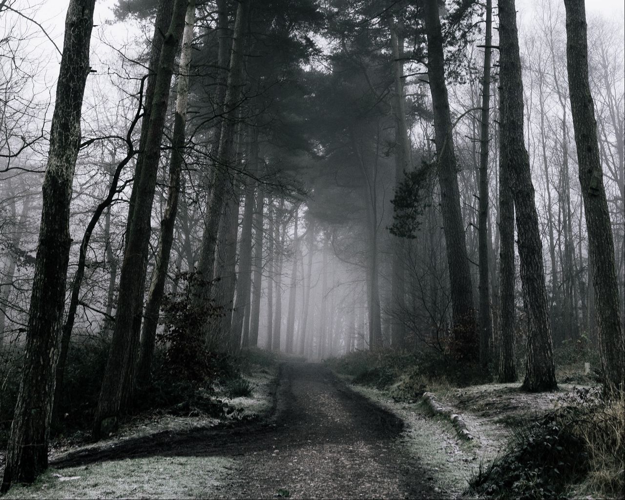 Winter Trees Dark Wallpapers - Wallpaper Cave
