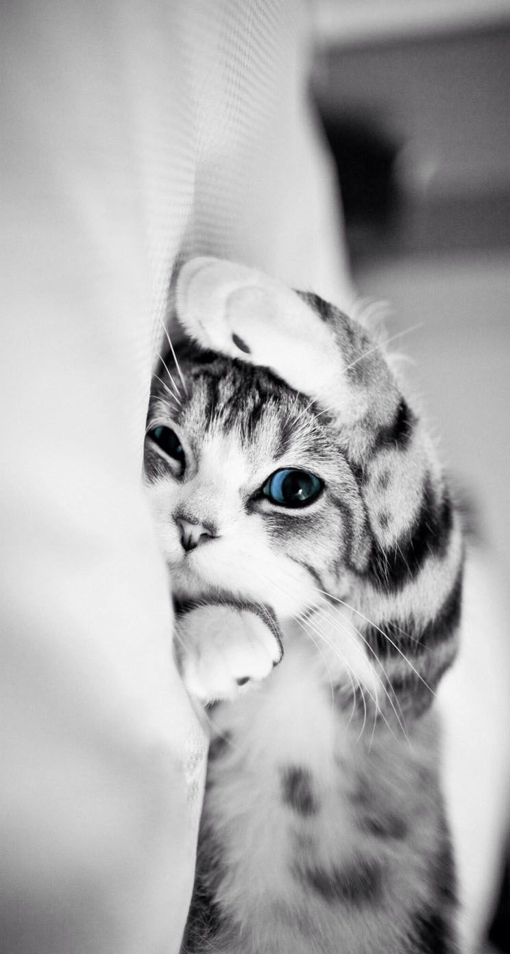 Kitty Shy Wallpapers - Wallpaper Cave