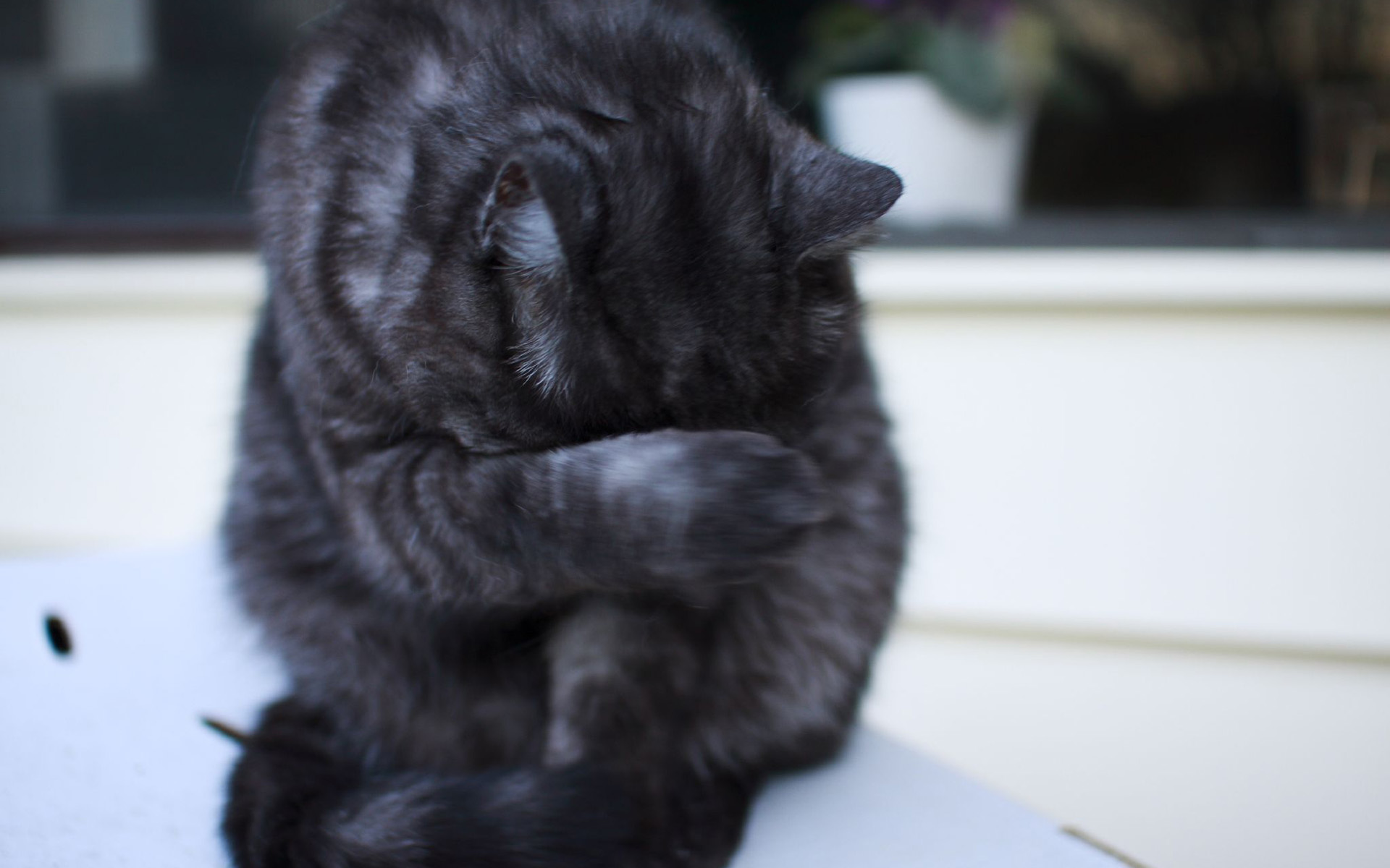 Kitty Shy Wallpapers - Wallpaper Cave