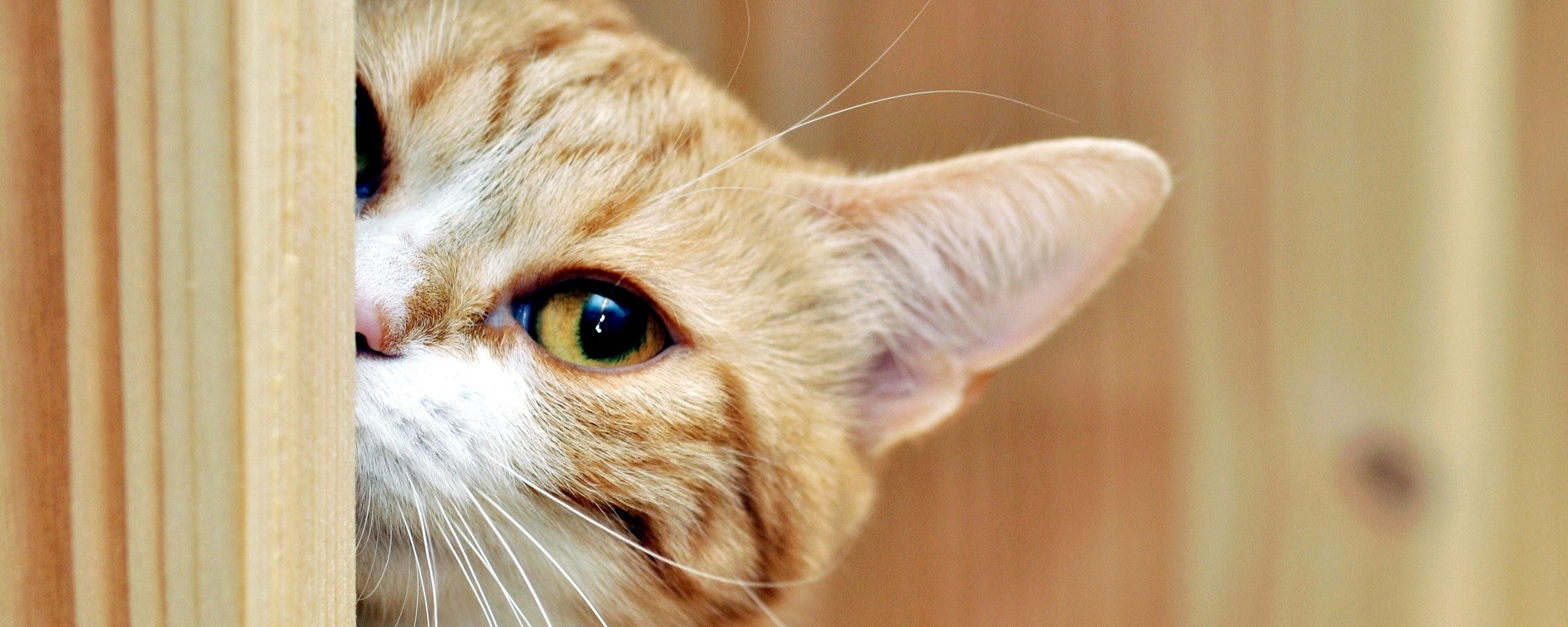 Kitty Shy Wallpapers - Wallpaper Cave