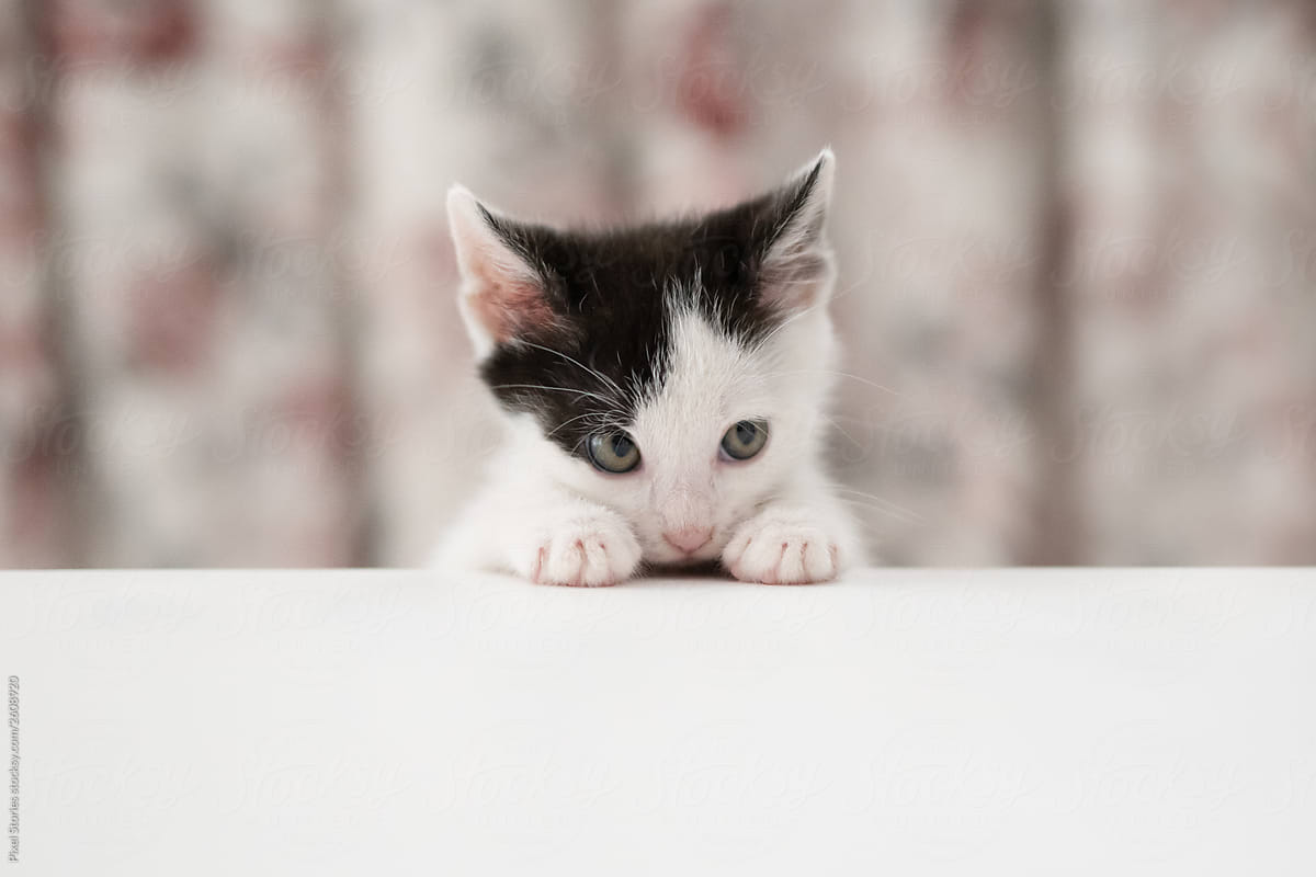 Kitty Shy Wallpapers - Wallpaper Cave