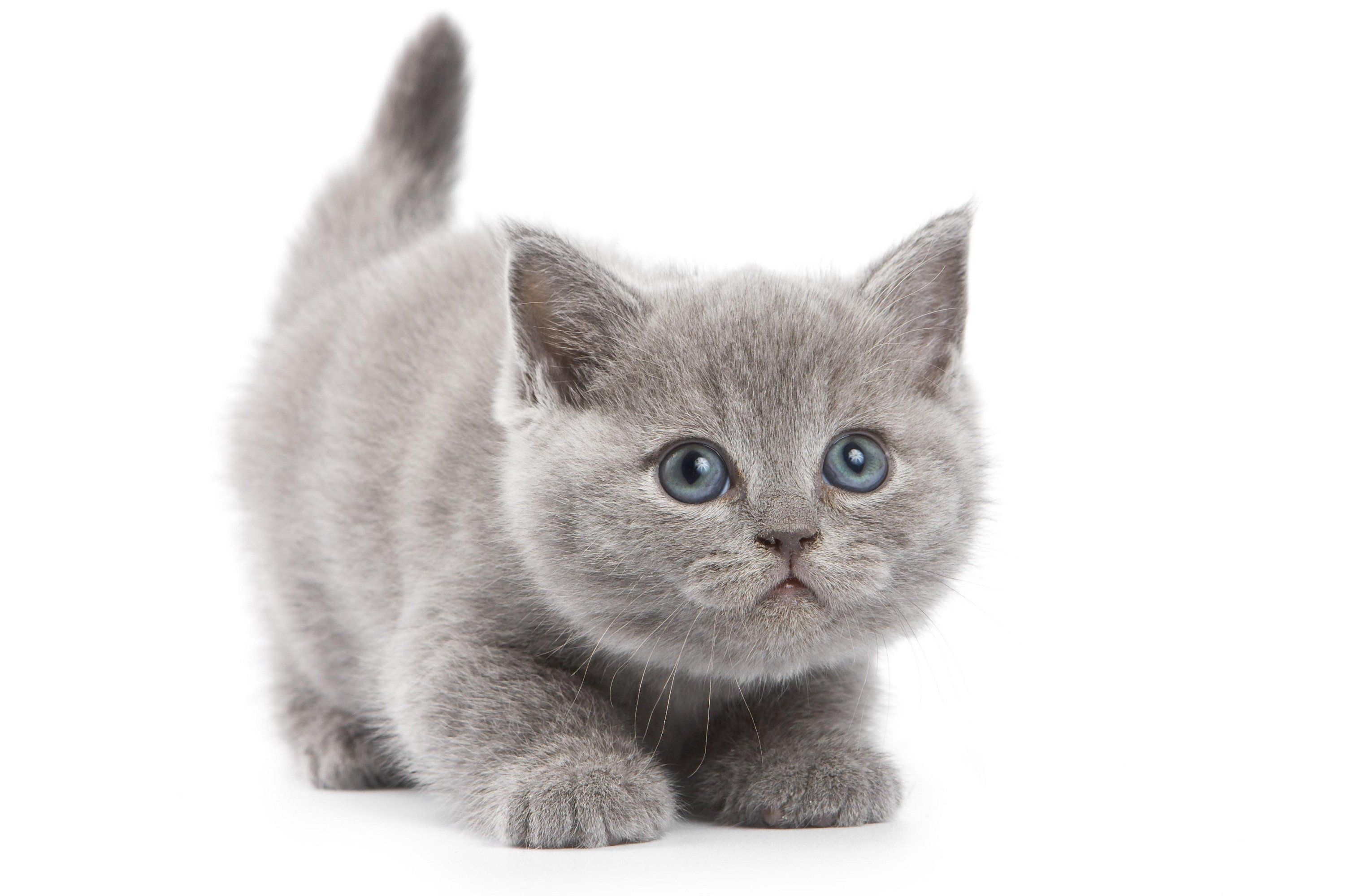 Cute Baby Grey Kittens Wallpapers - Wallpaper Cave