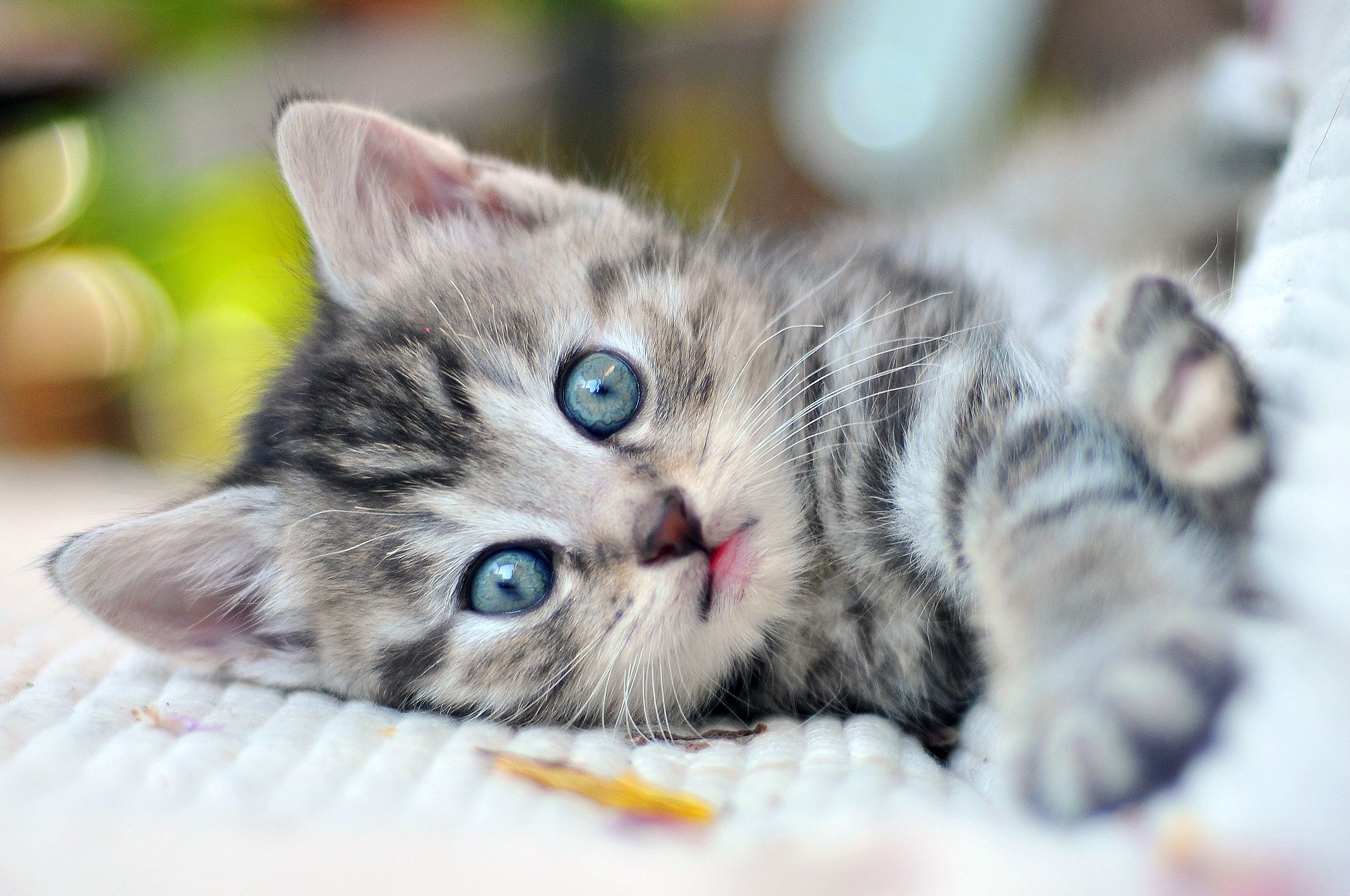 Cute Baby Grey Kittens Wallpapers - Wallpaper Cave