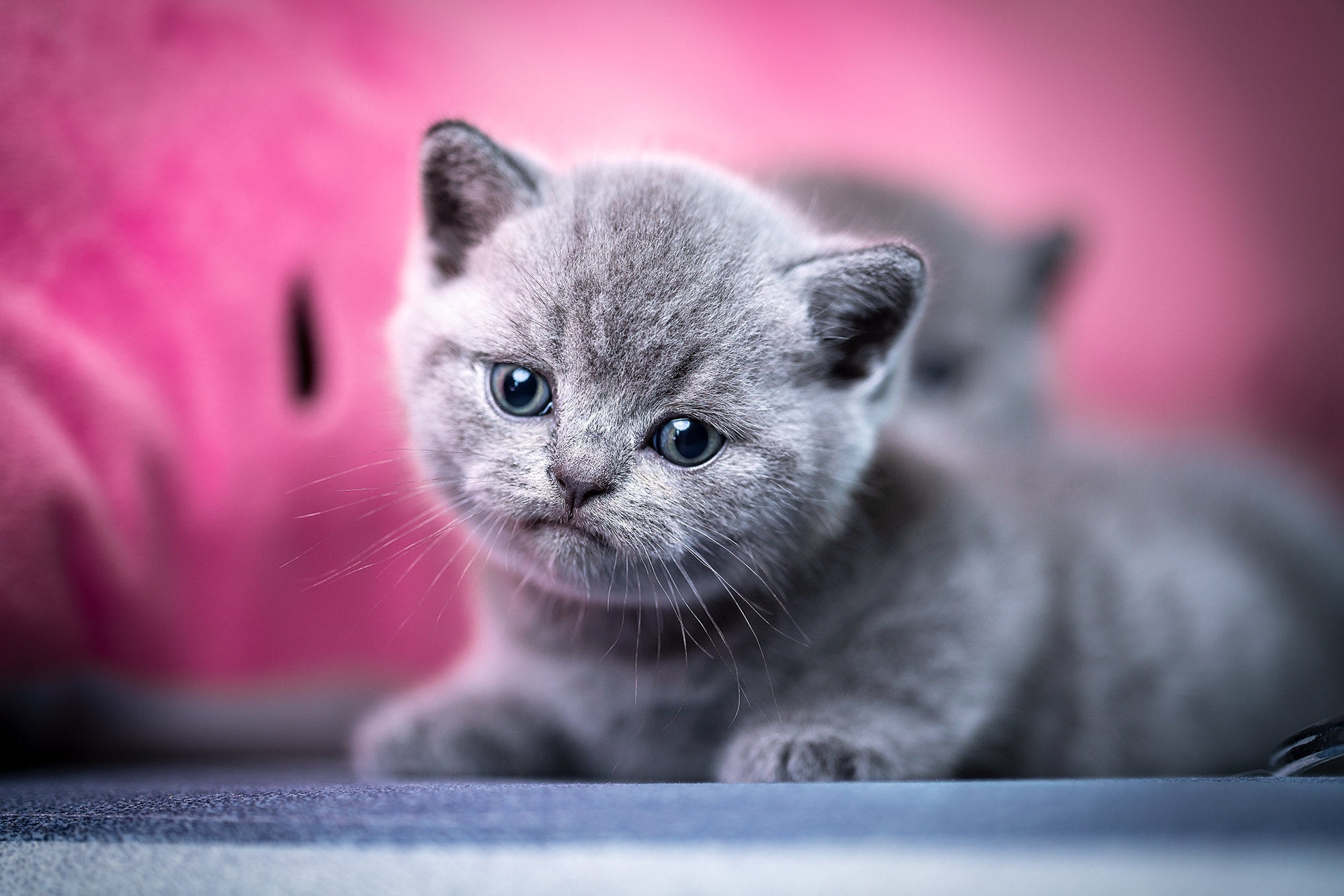 Cute Baby Grey Kittens Wallpapers - Wallpaper Cave