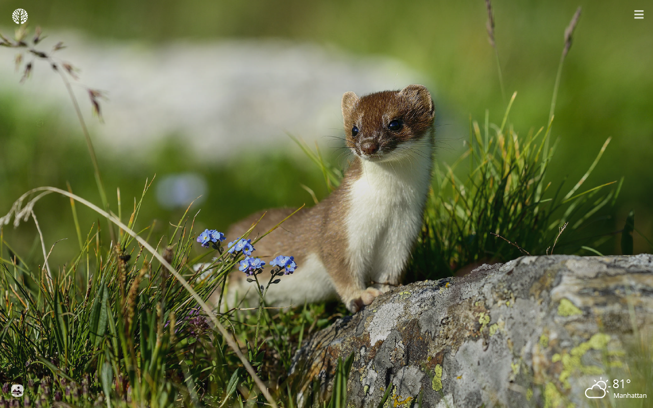 Stoat Wallpapers - Wallpaper Cave