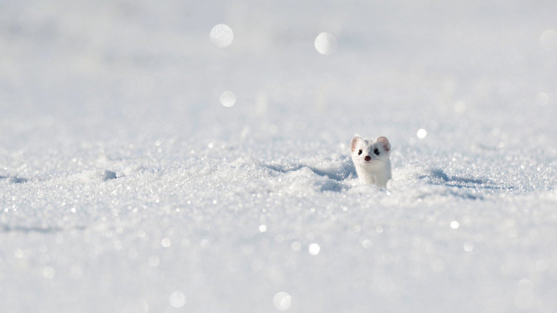 Stoat Wallpapers - Wallpaper Cave