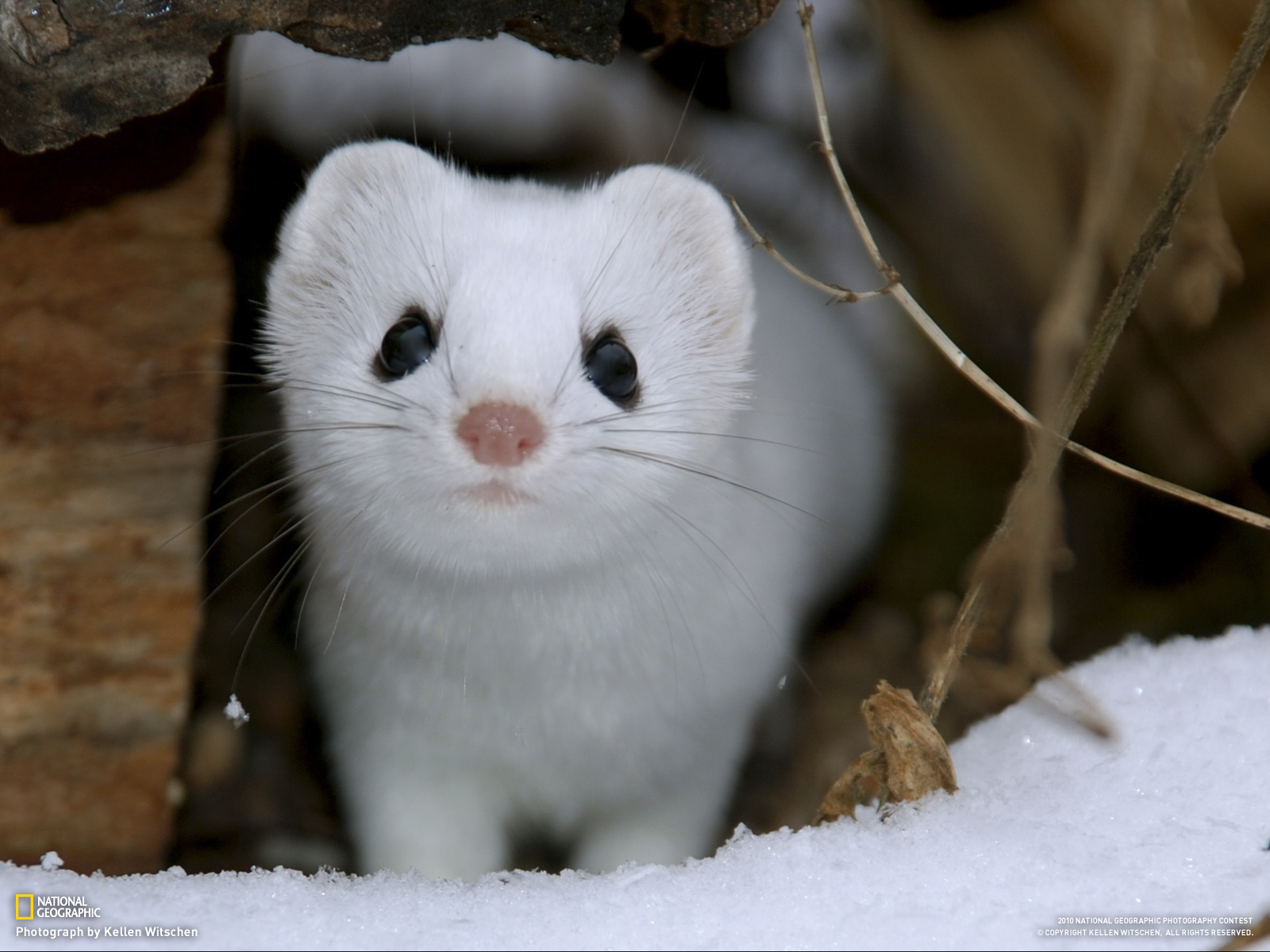 Stoat Wallpapers - Wallpaper Cave
