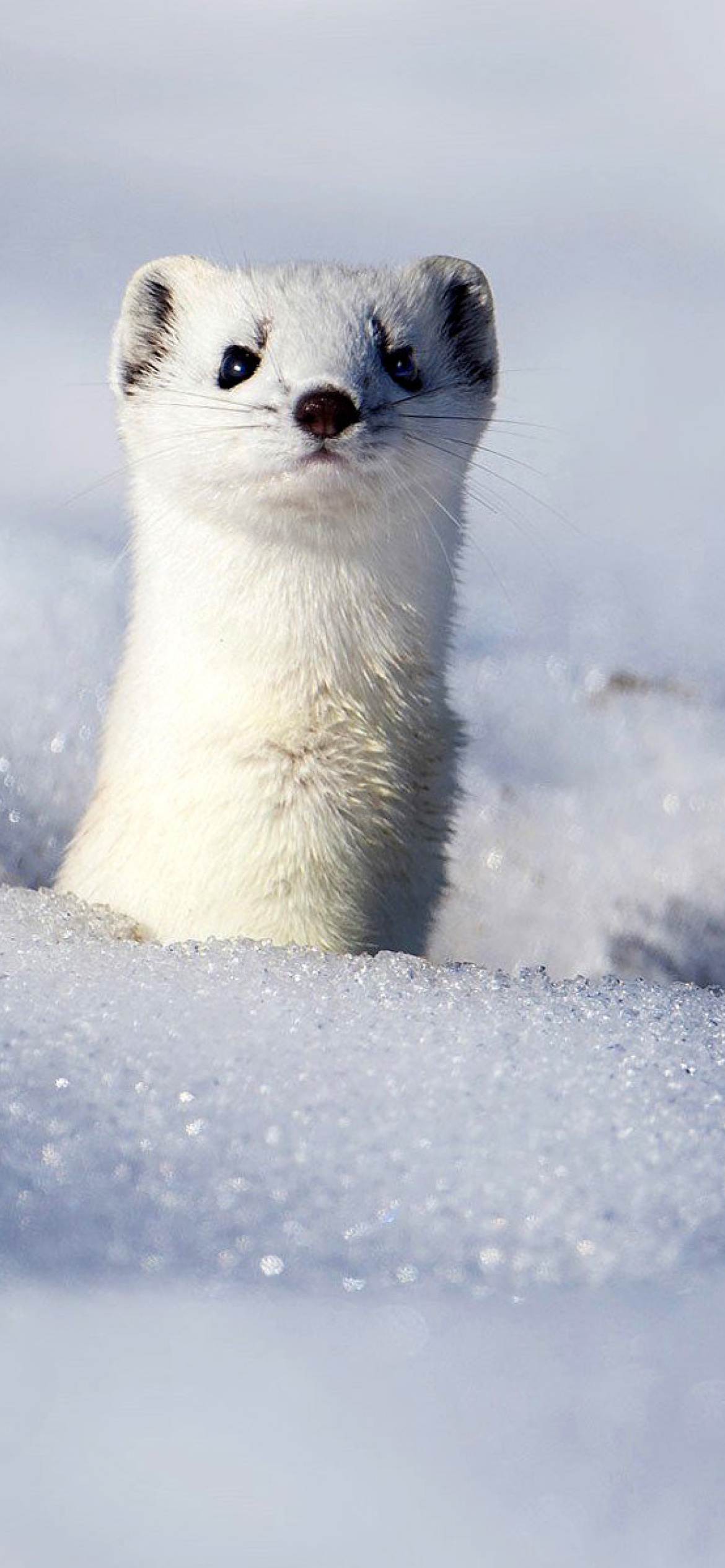 Stoat Wallpapers - Wallpaper Cave