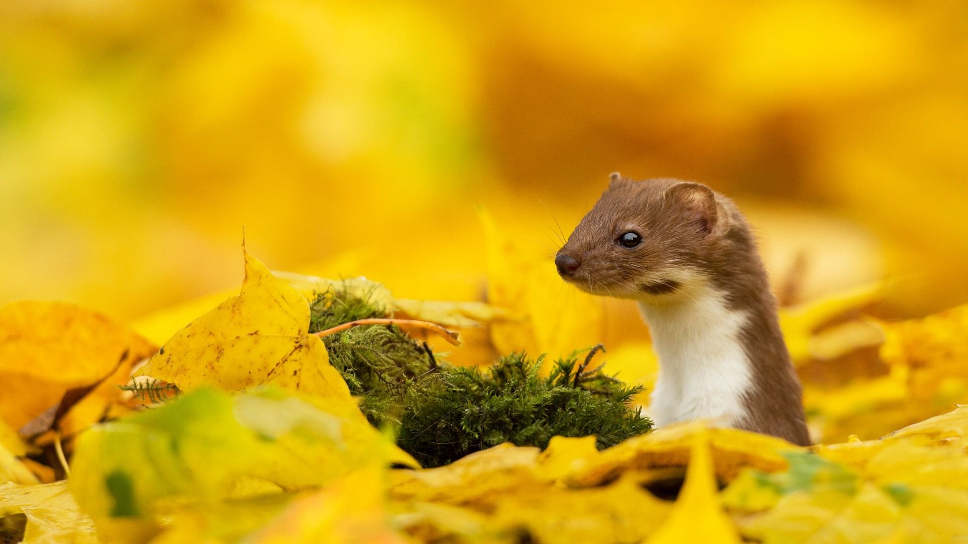 Stoat Wallpapers - Wallpaper Cave