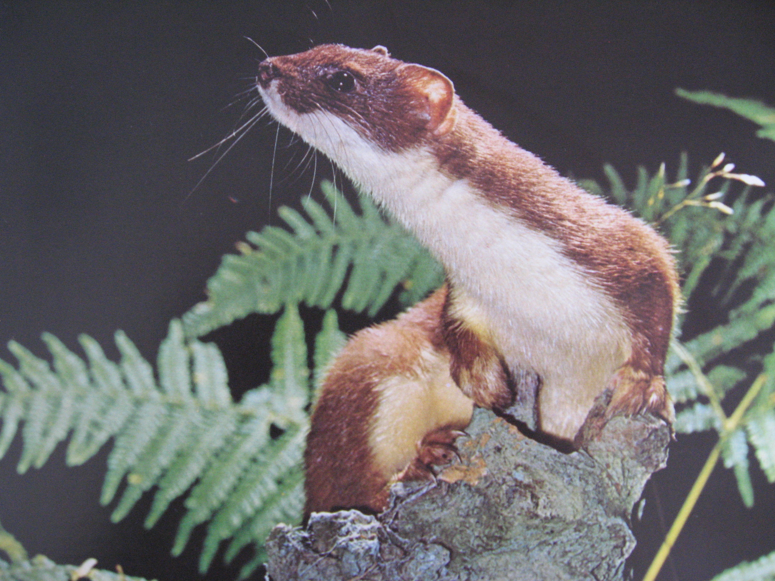 Stoat Wallpapers - Wallpaper Cave