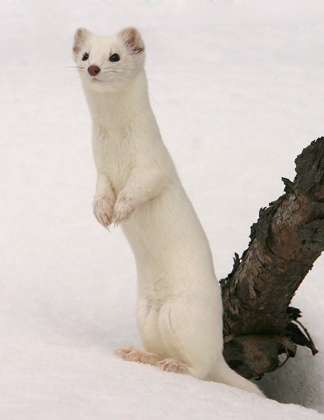 Stoat Wallpapers - Wallpaper Cave