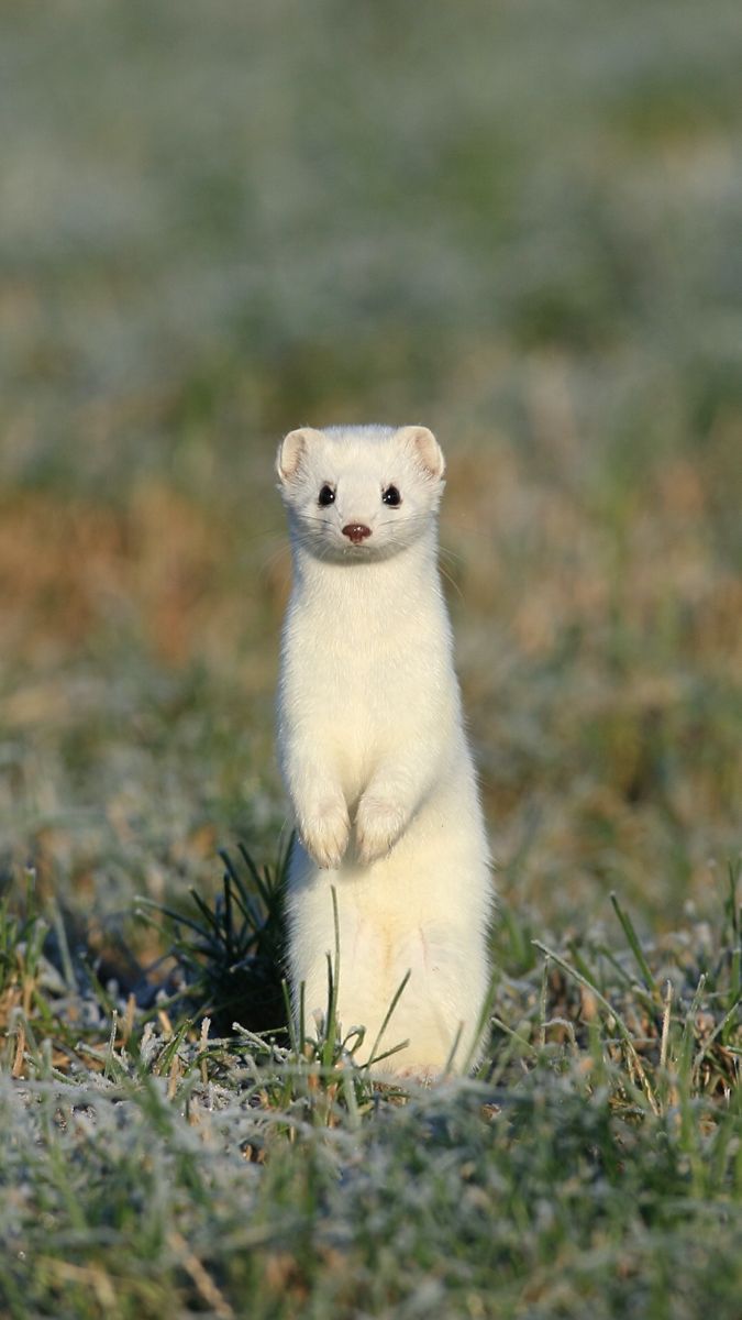 Stoat Wallpapers - Wallpaper Cave