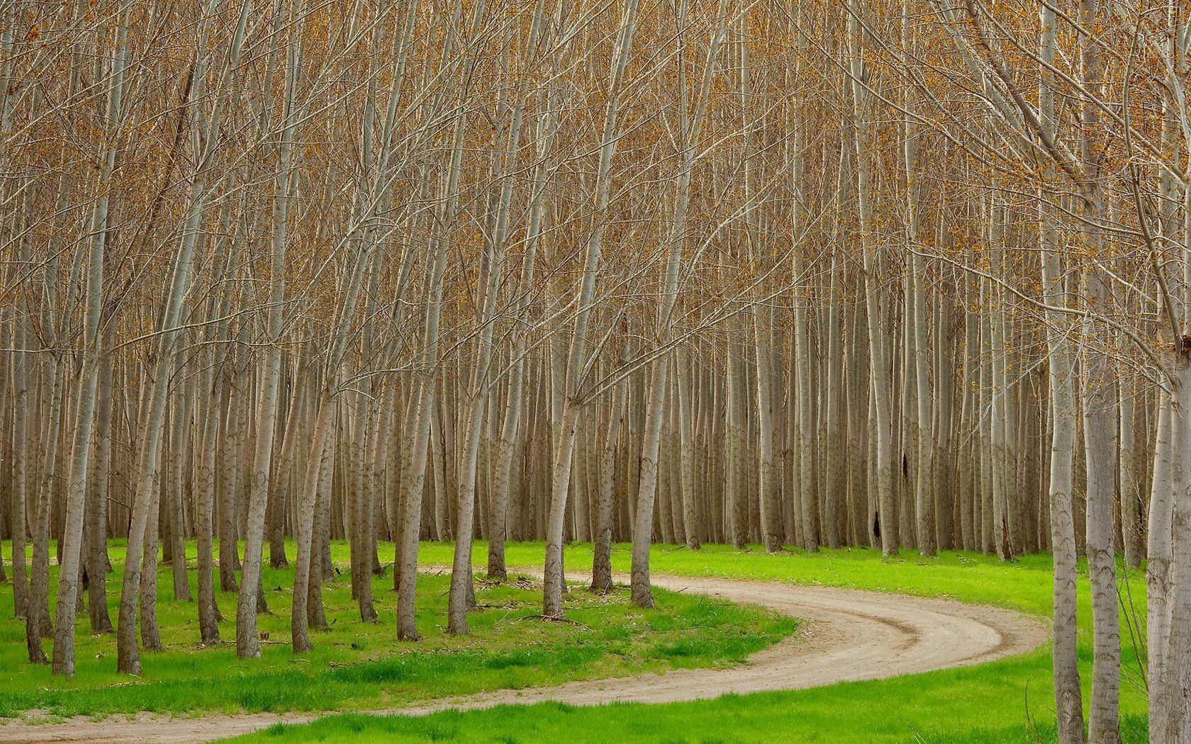 Poplar Tree Wallpapers - Wallpaper Cave