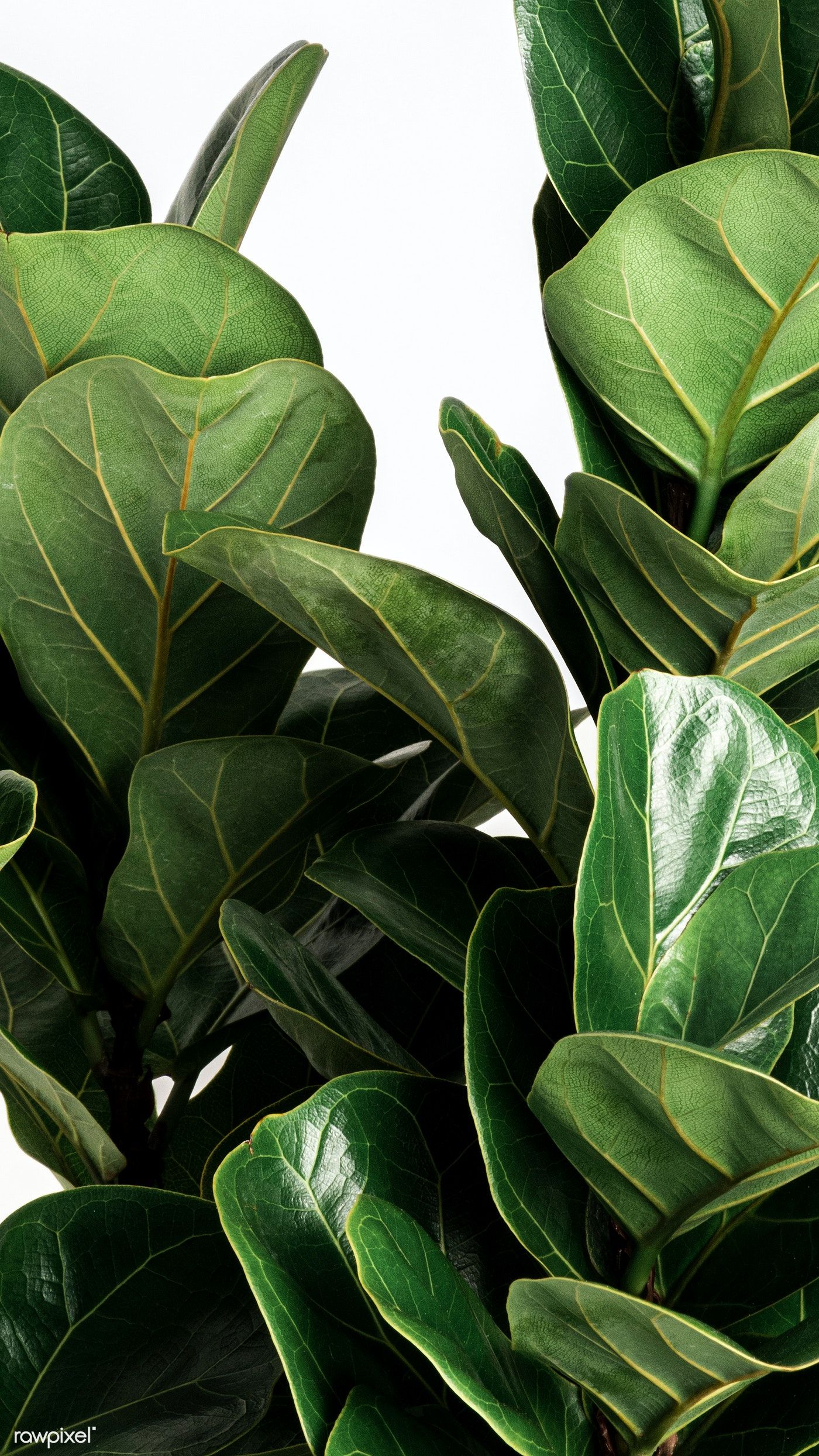 Fig Tree Wallpapers - Wallpaper Cave