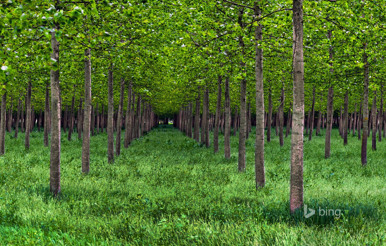 Poplar Tree Wallpapers - Wallpaper Cave